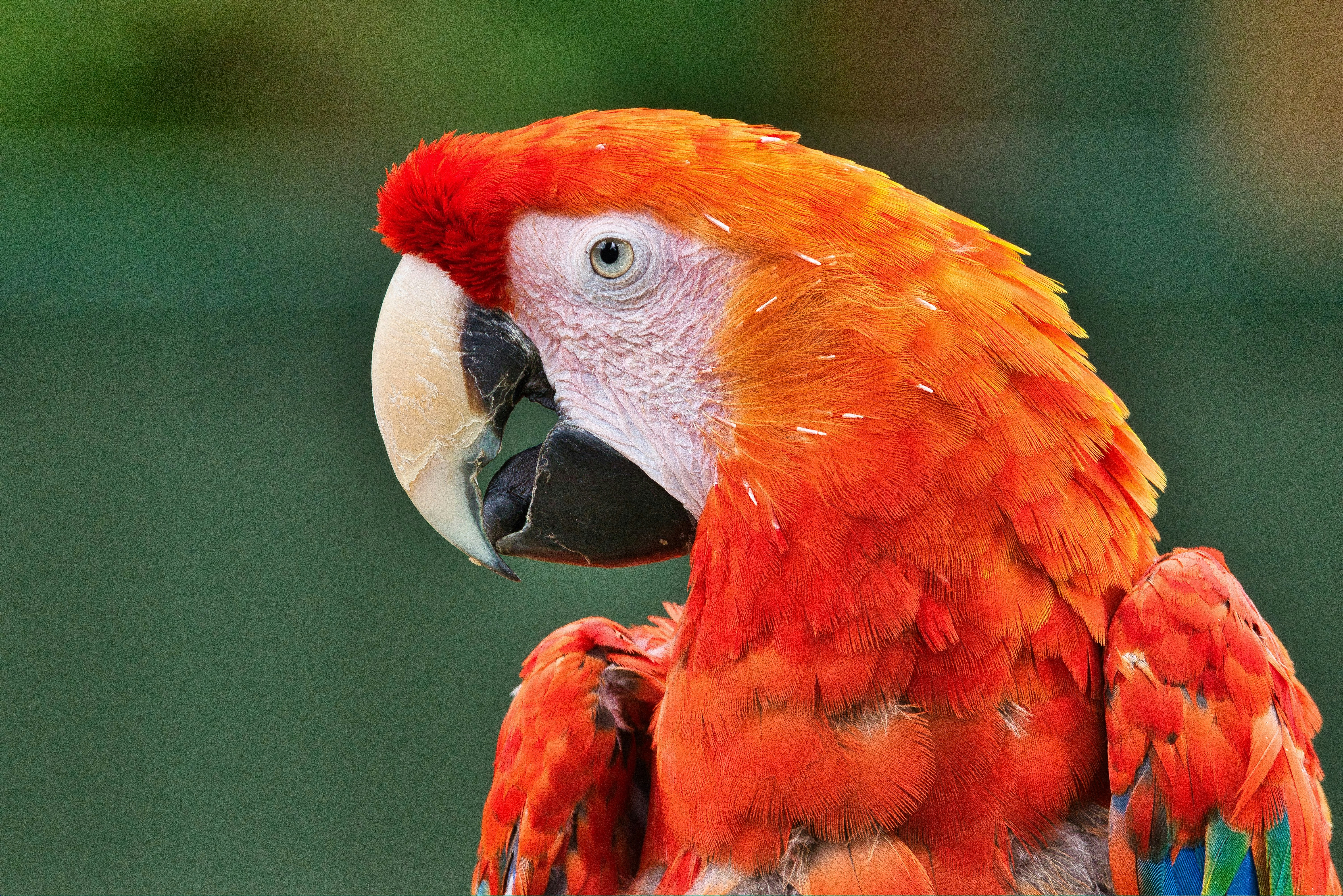 Vibrant scarlet macaw with striking red and orange plumage against a blurred green backdrop.