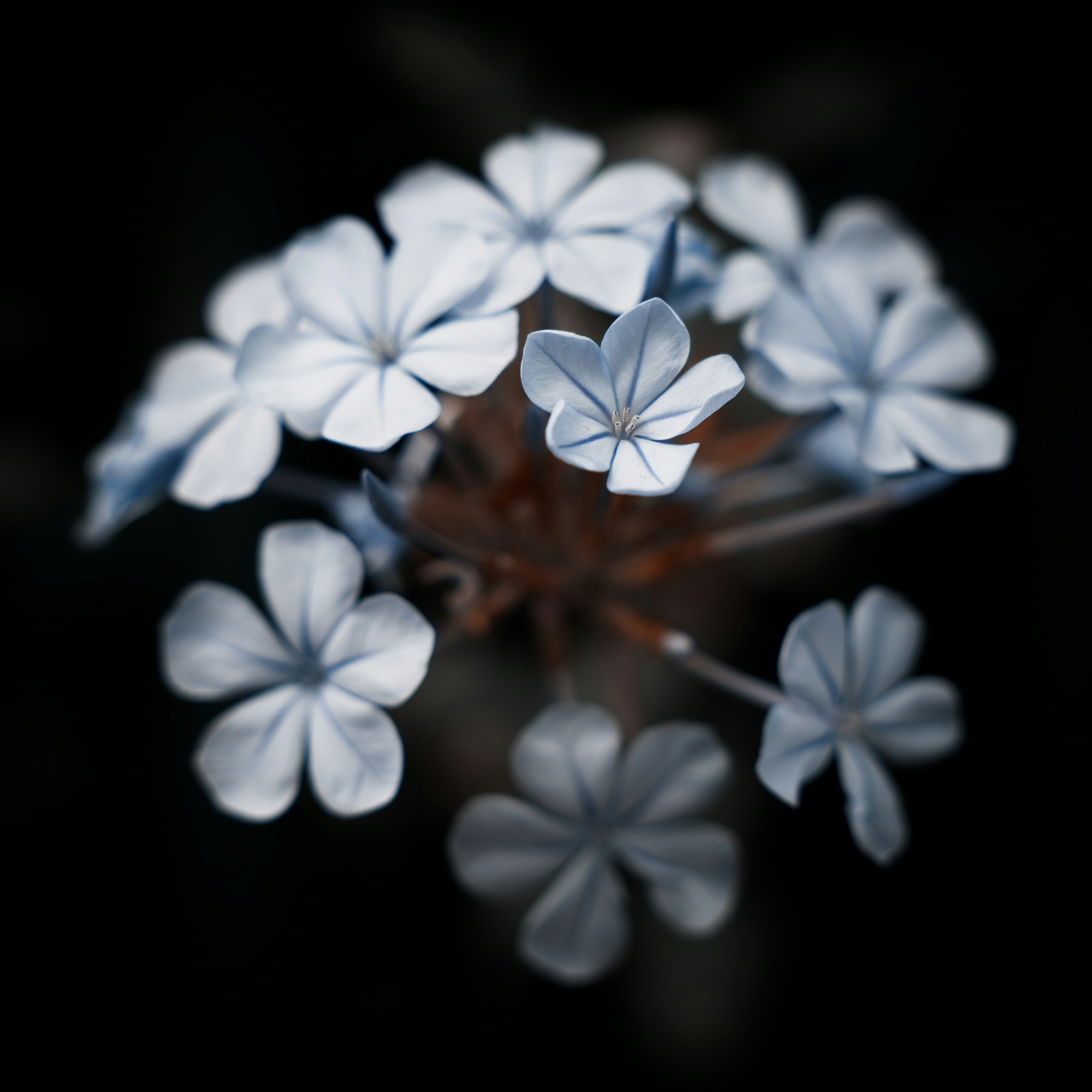 Moonlit Clusters: A Close-Up of Quiet Blue-White Petals