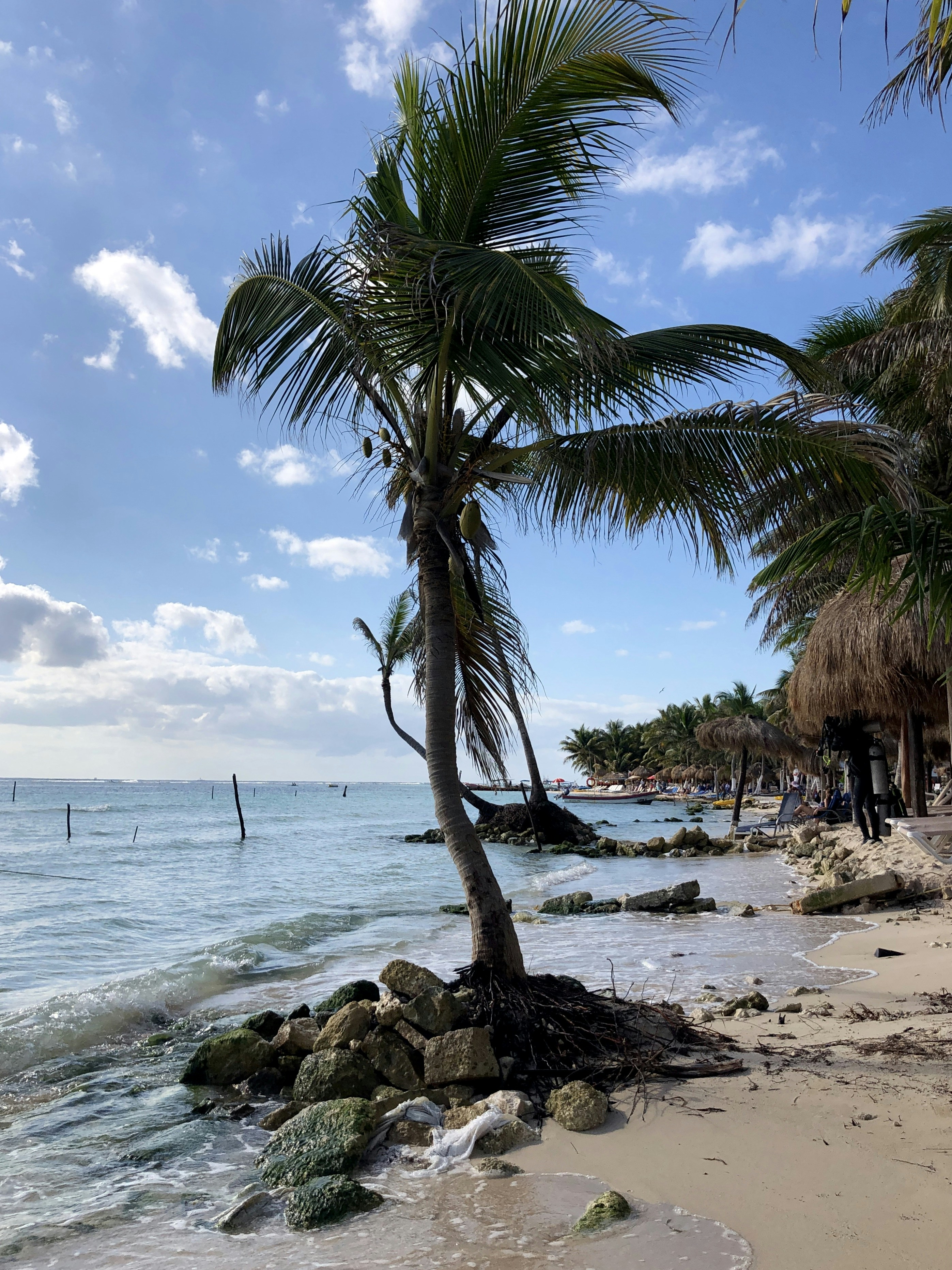 Palm tree on beach shore during daytime photo – Free Quintana roo Image ...
