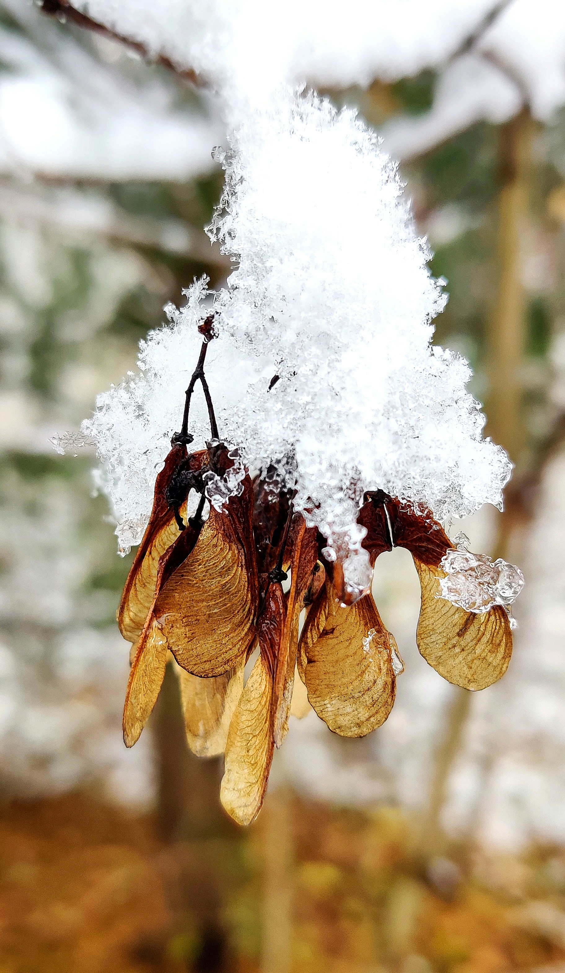 Close-up of dried brown leaves coated with snow, set against a softly blurred winter background.