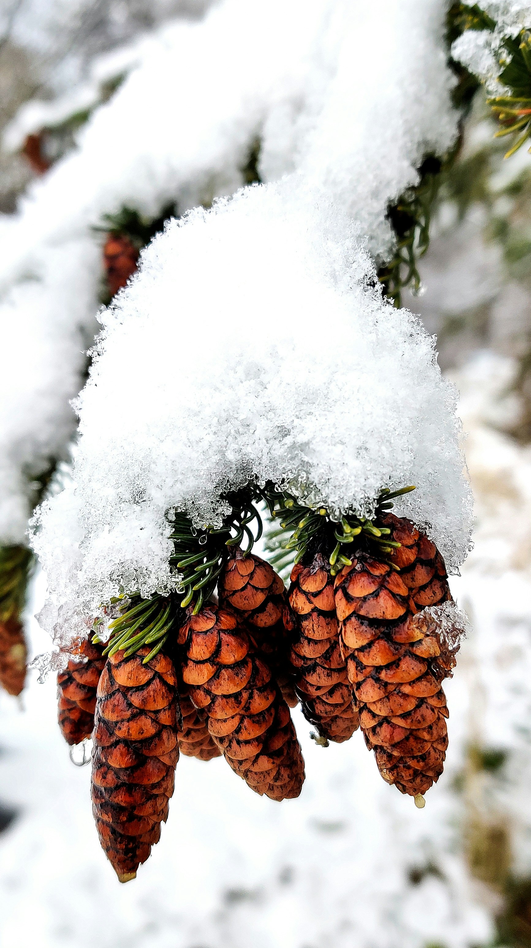 Cluster of pine cones draped in a blanket of fresh snow, showcasing intricate textures and winter beauty.