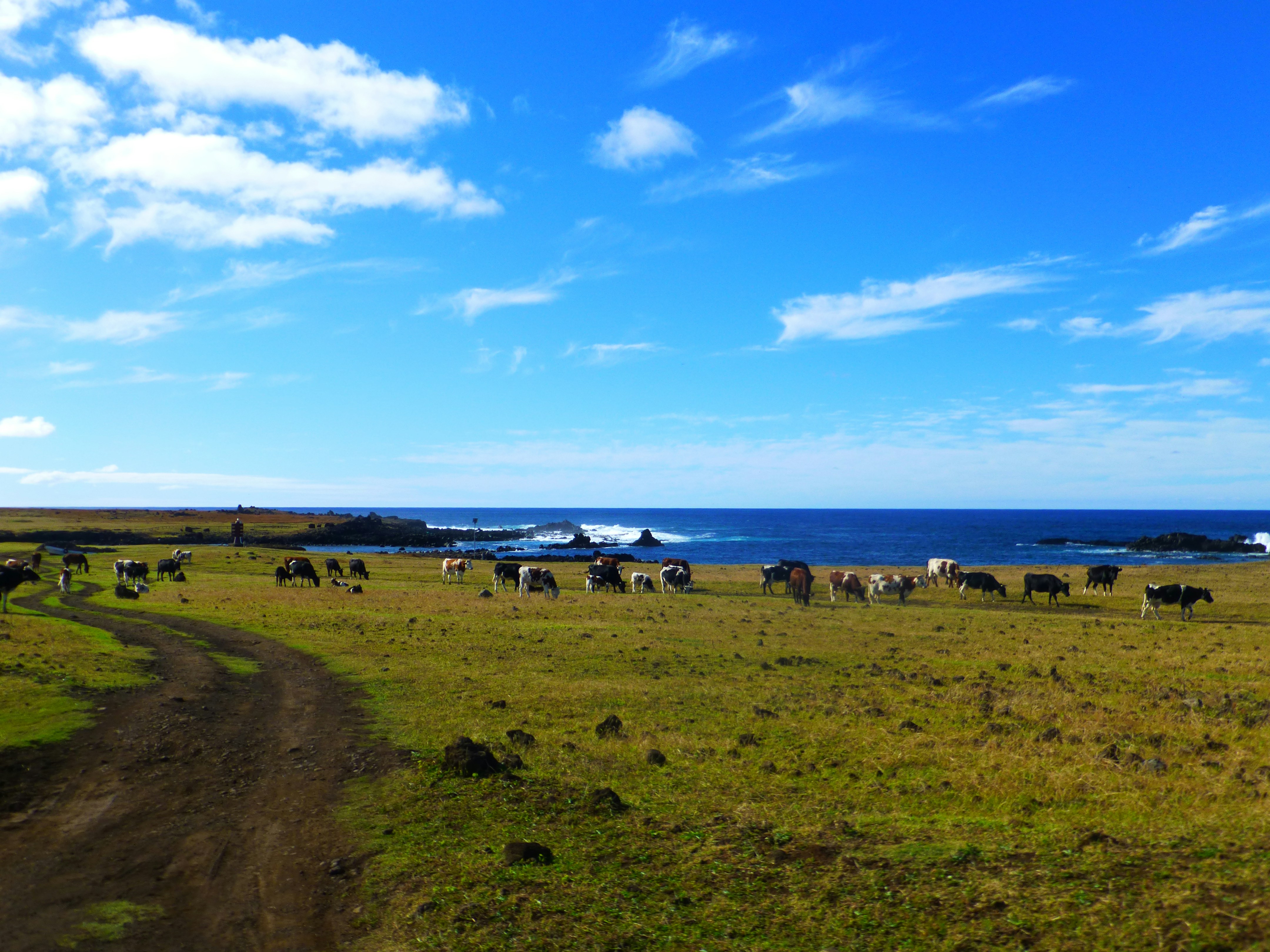 Pasture by the Pacific Edge