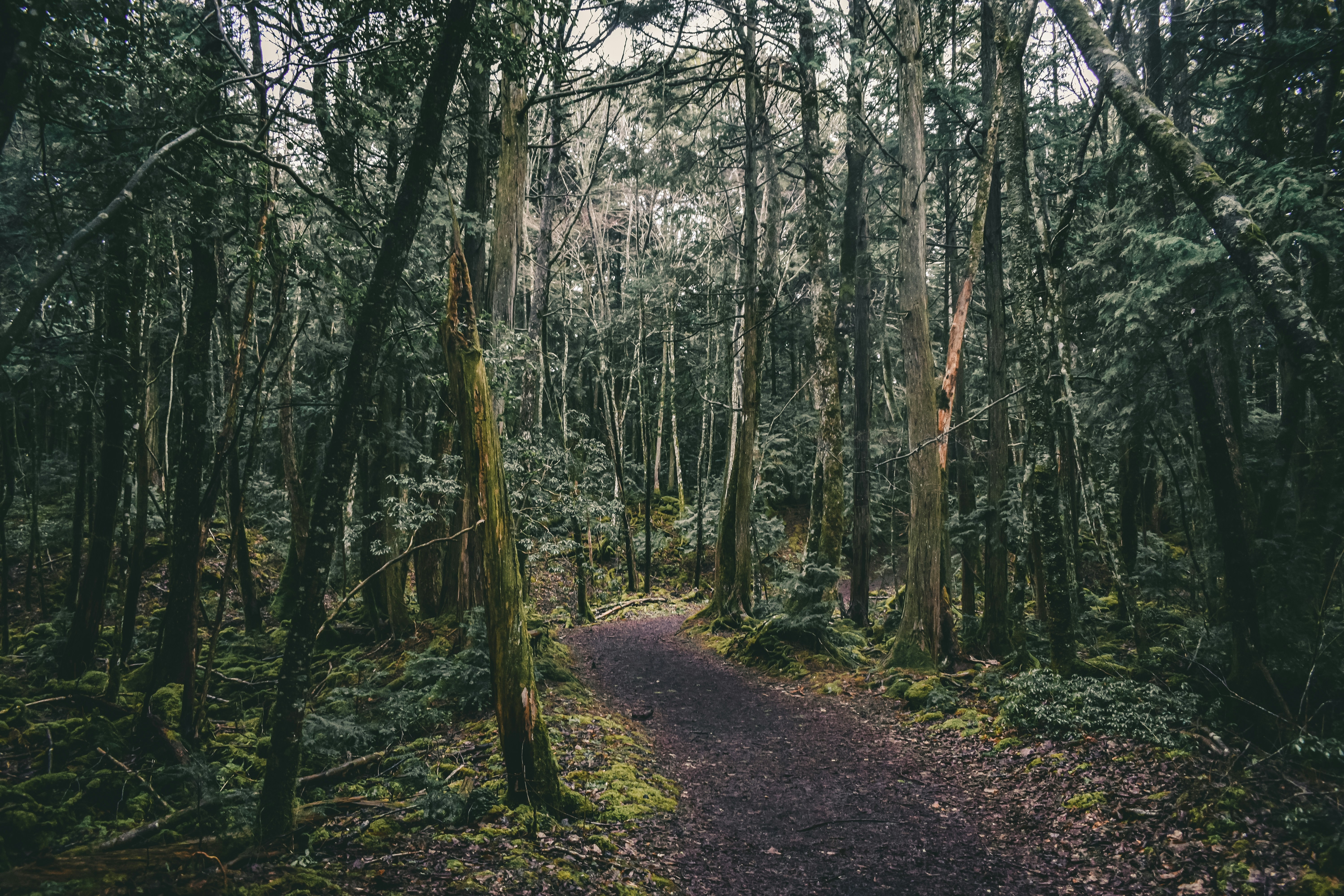 Moss-covered forest trail winding through dense, towering trees.