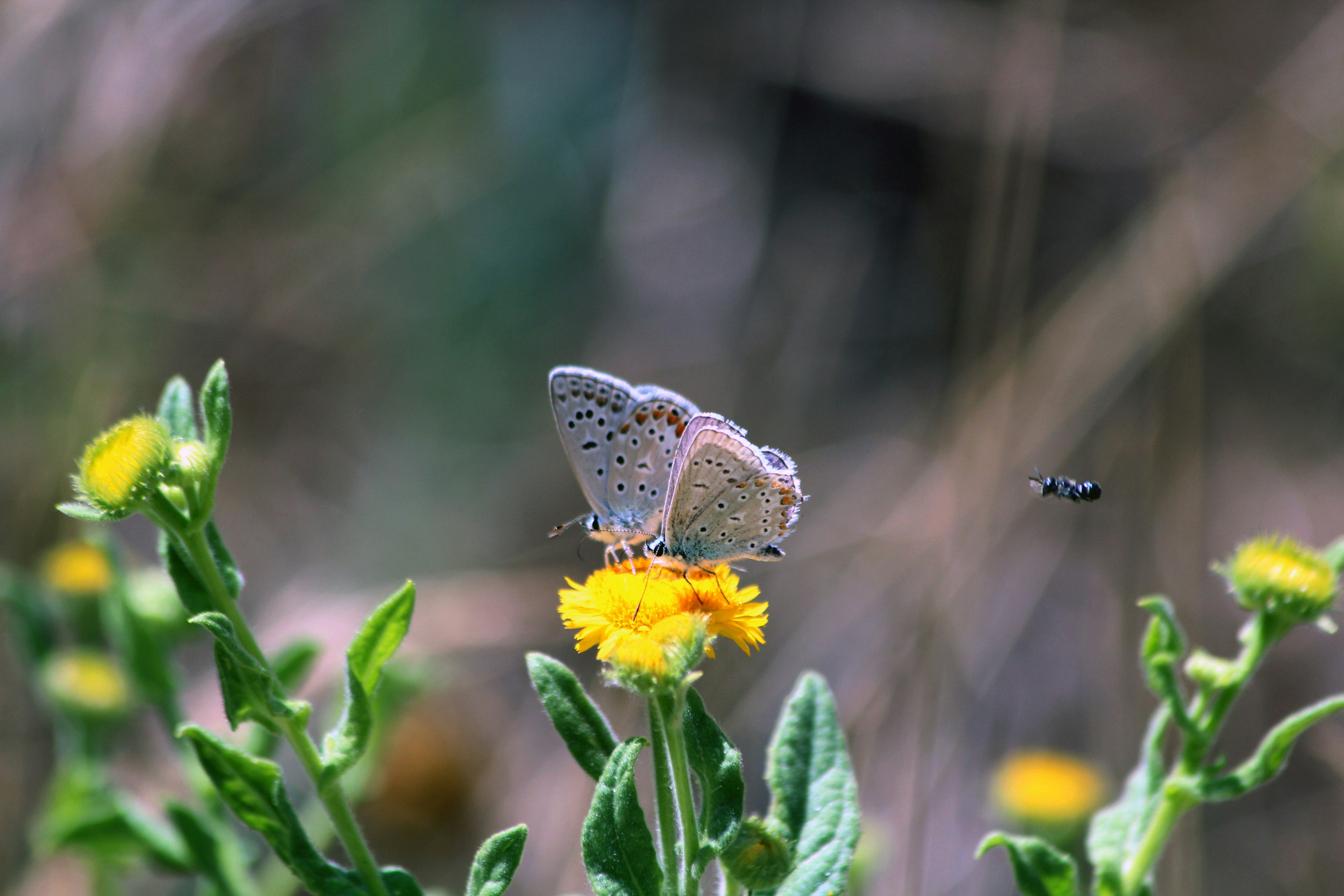 A butterfly perched on a vibrant yellow flower, surrounded by green foliage, showcasing the beauty of nature's intricate details.