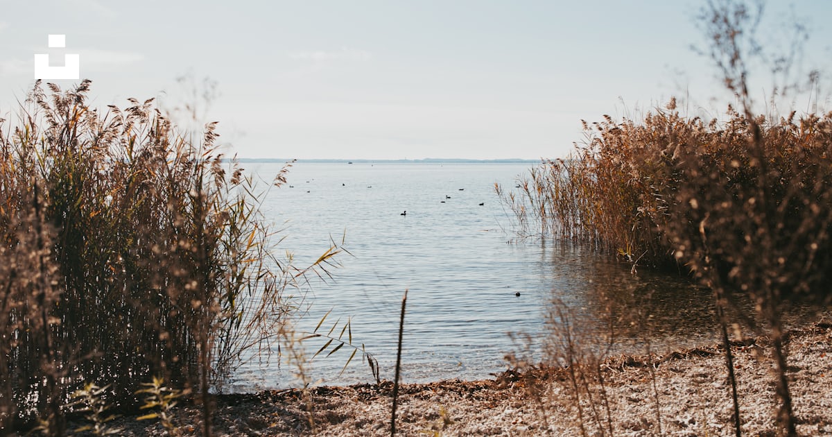 Brown Grass Near Body Of Water During Daytime Photo Free Grey Image On Unsplash