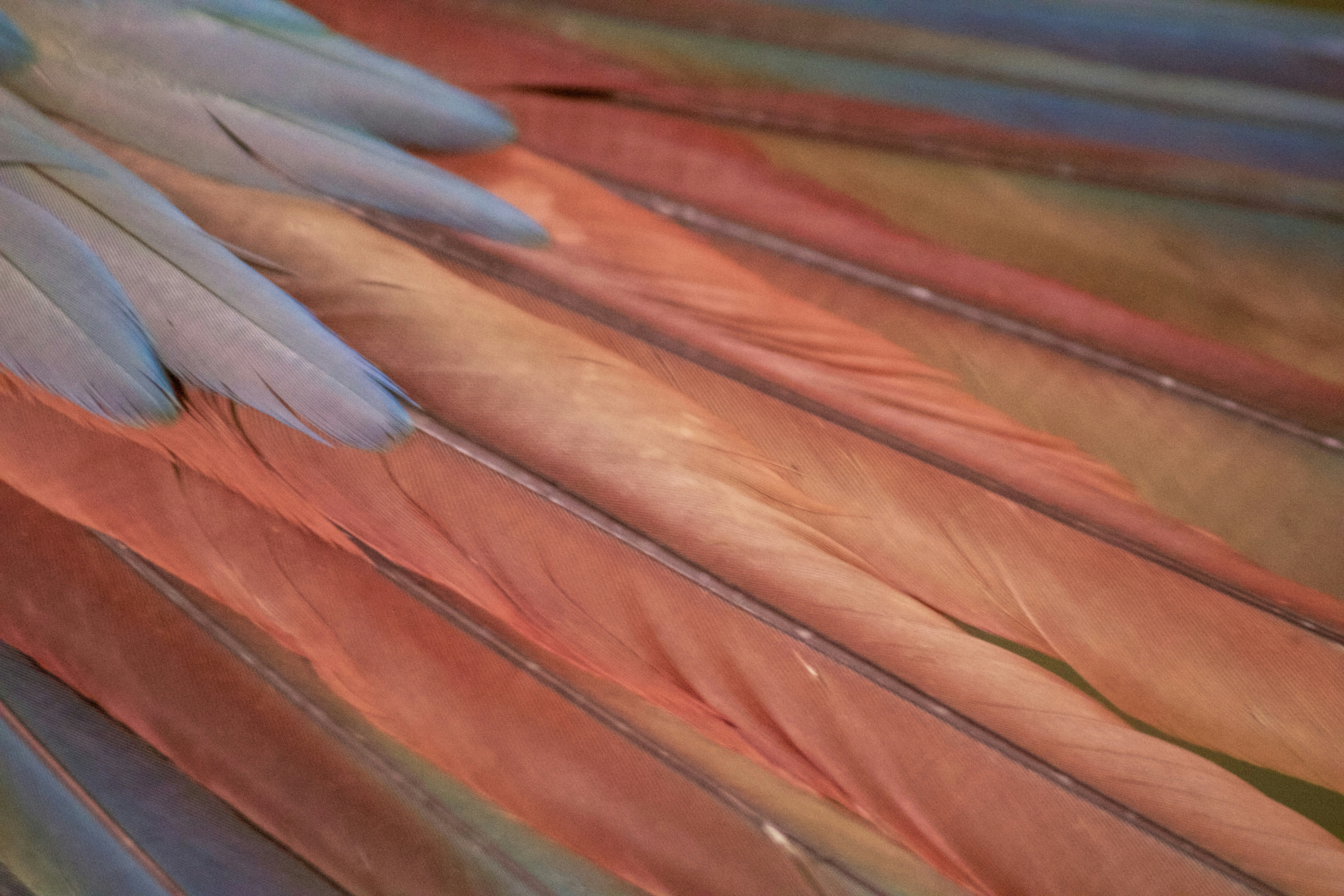 Vibrant array of feathers showcasing a spectrum of colors, arranged in a harmonious pattern. The intricate details highlight the beauty of avian plumage.