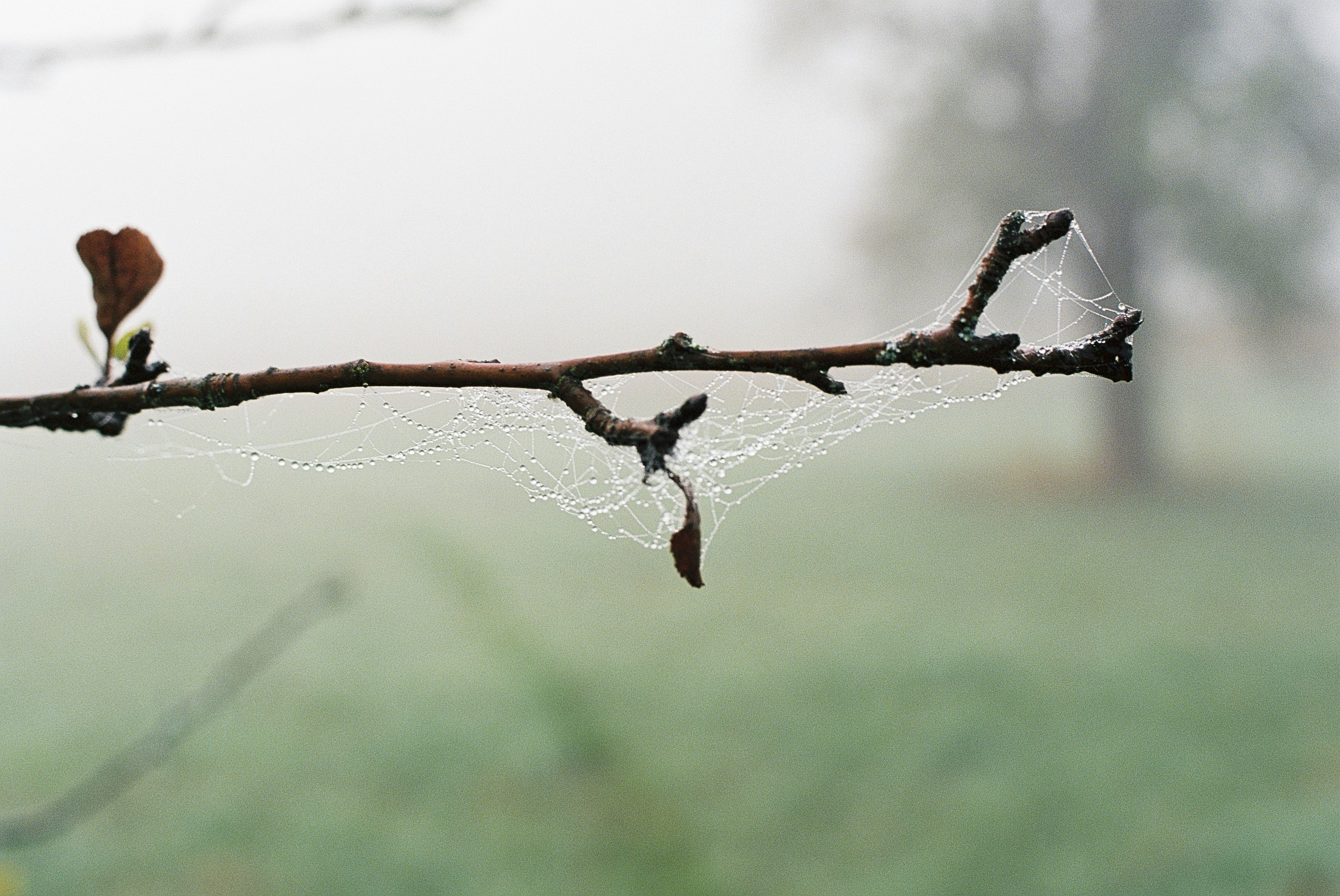 Dew-kissed cobweb spans a bare branch in a foggy garden, with fine threads catching light against a soft, blurred background.
