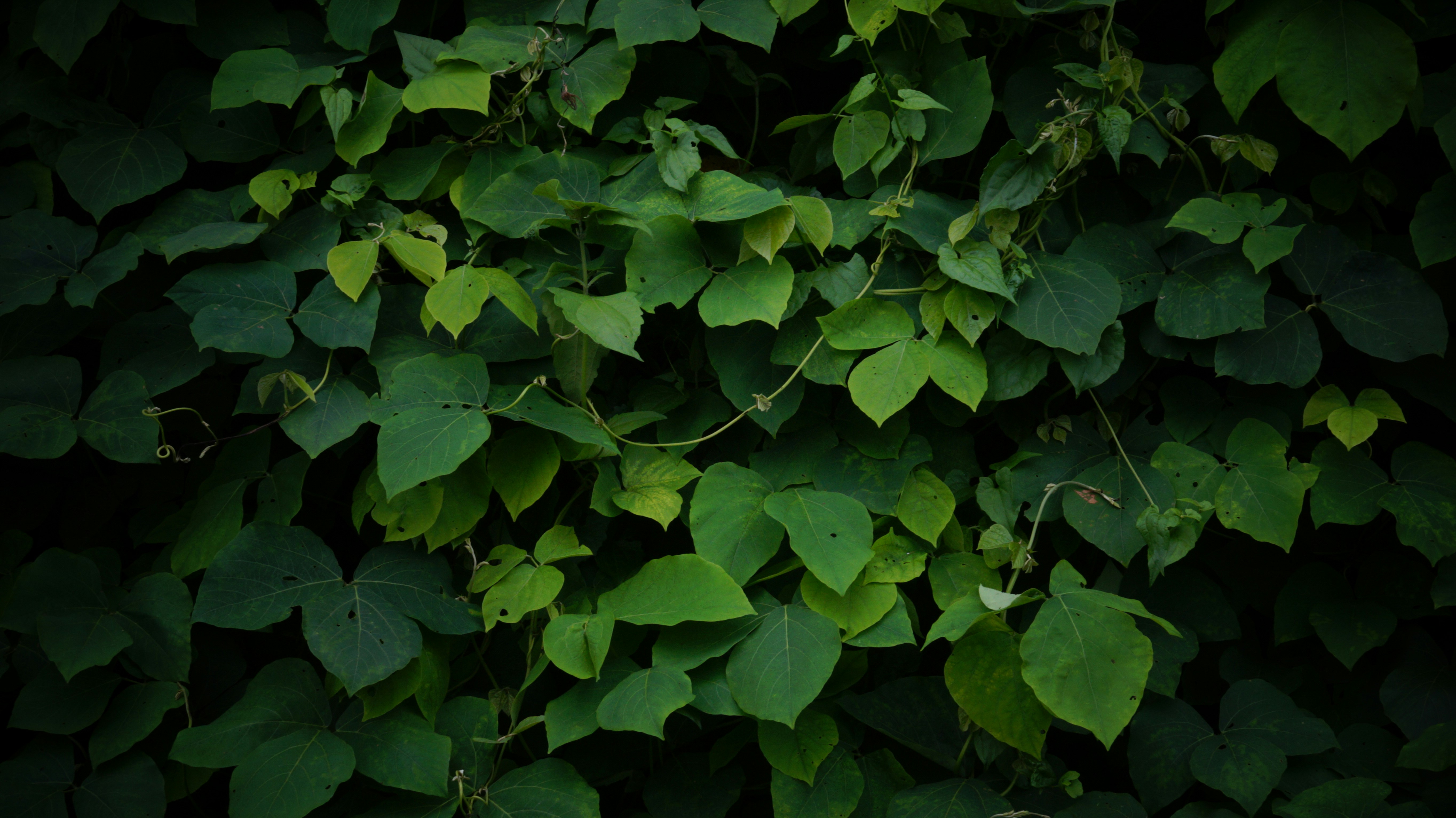 Dense foliage featuring a variety of green leaves intertwined, creating a natural tapestry. The image showcases the intricate patterns of nature.