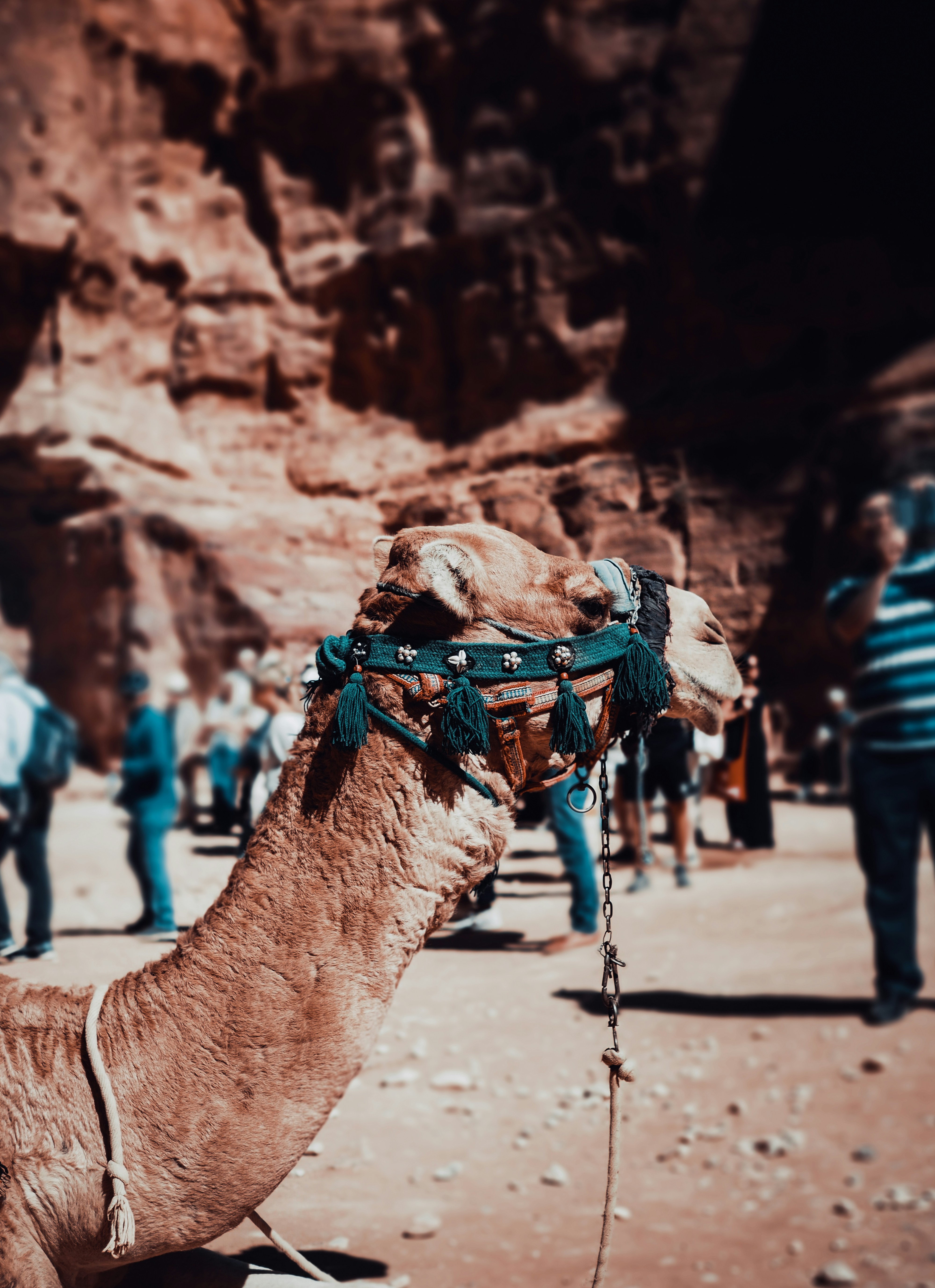 calm camel