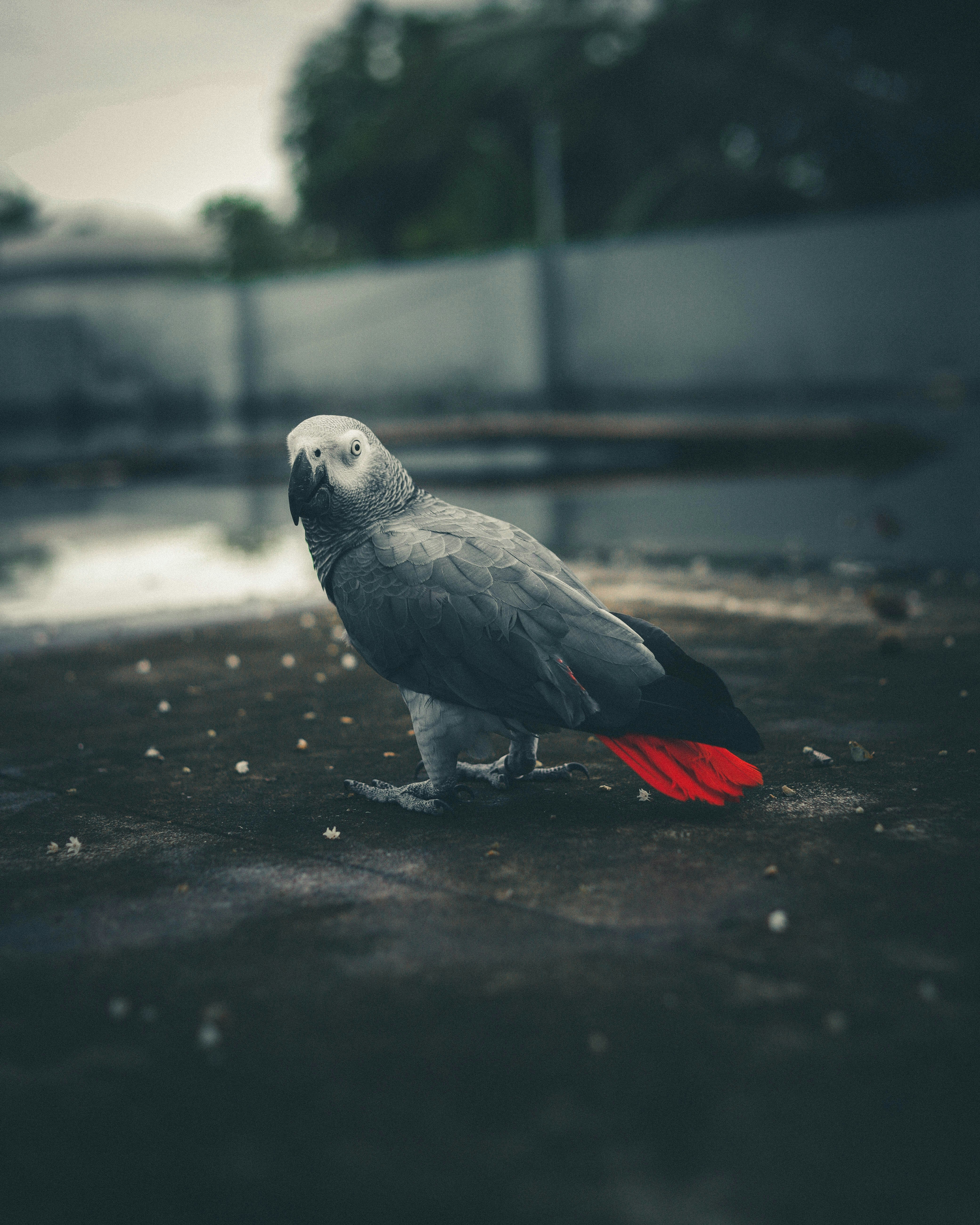 the african grey parrot If you like my photos please follow me on Instagram❤️ www.Instagram.com/spirit619power Contact : zayyerrn@gmail.com / 🇲🇻 /+960 7433679