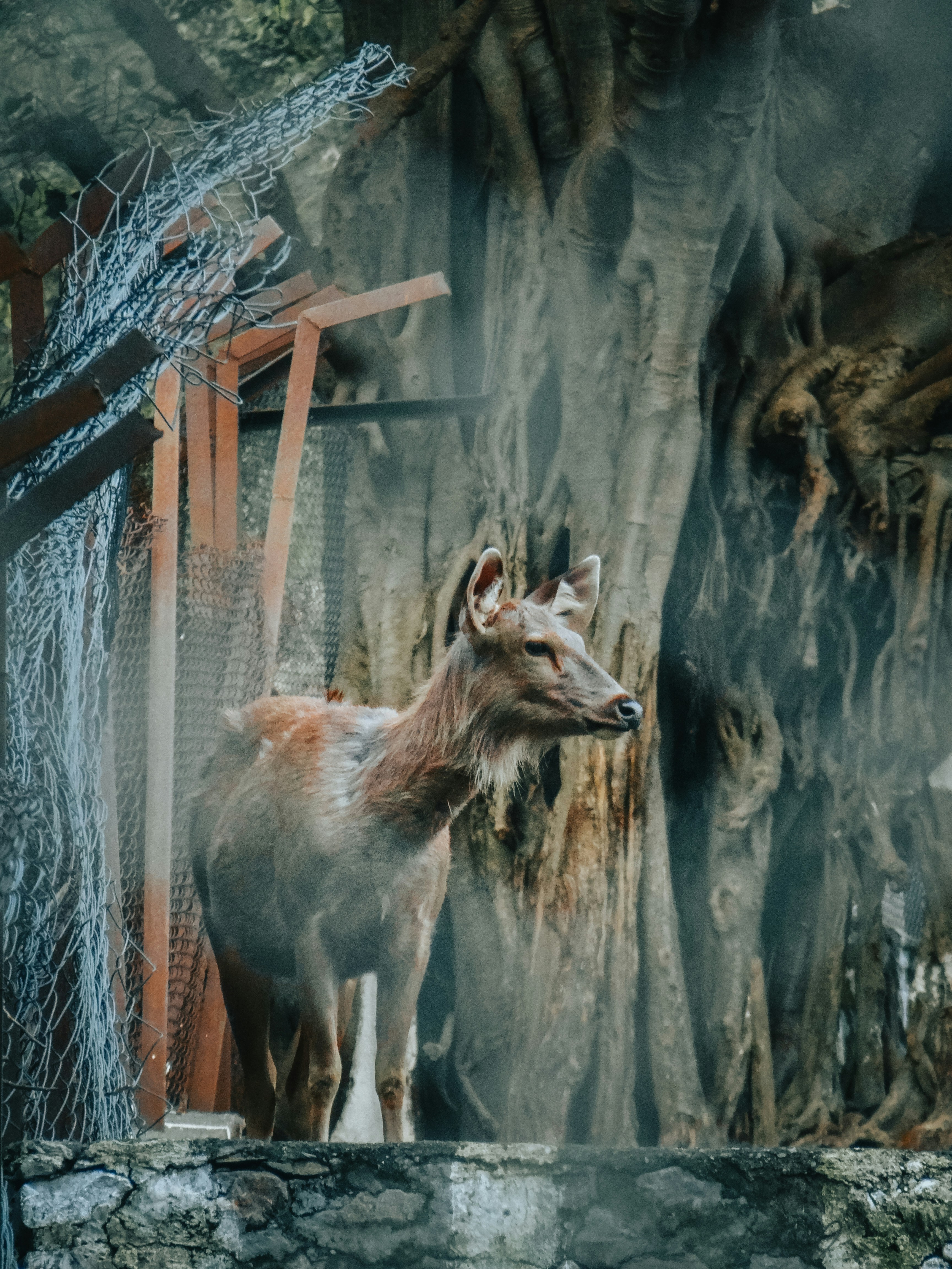 Curious Serenade: A Fox Amid the Rustic Barrier