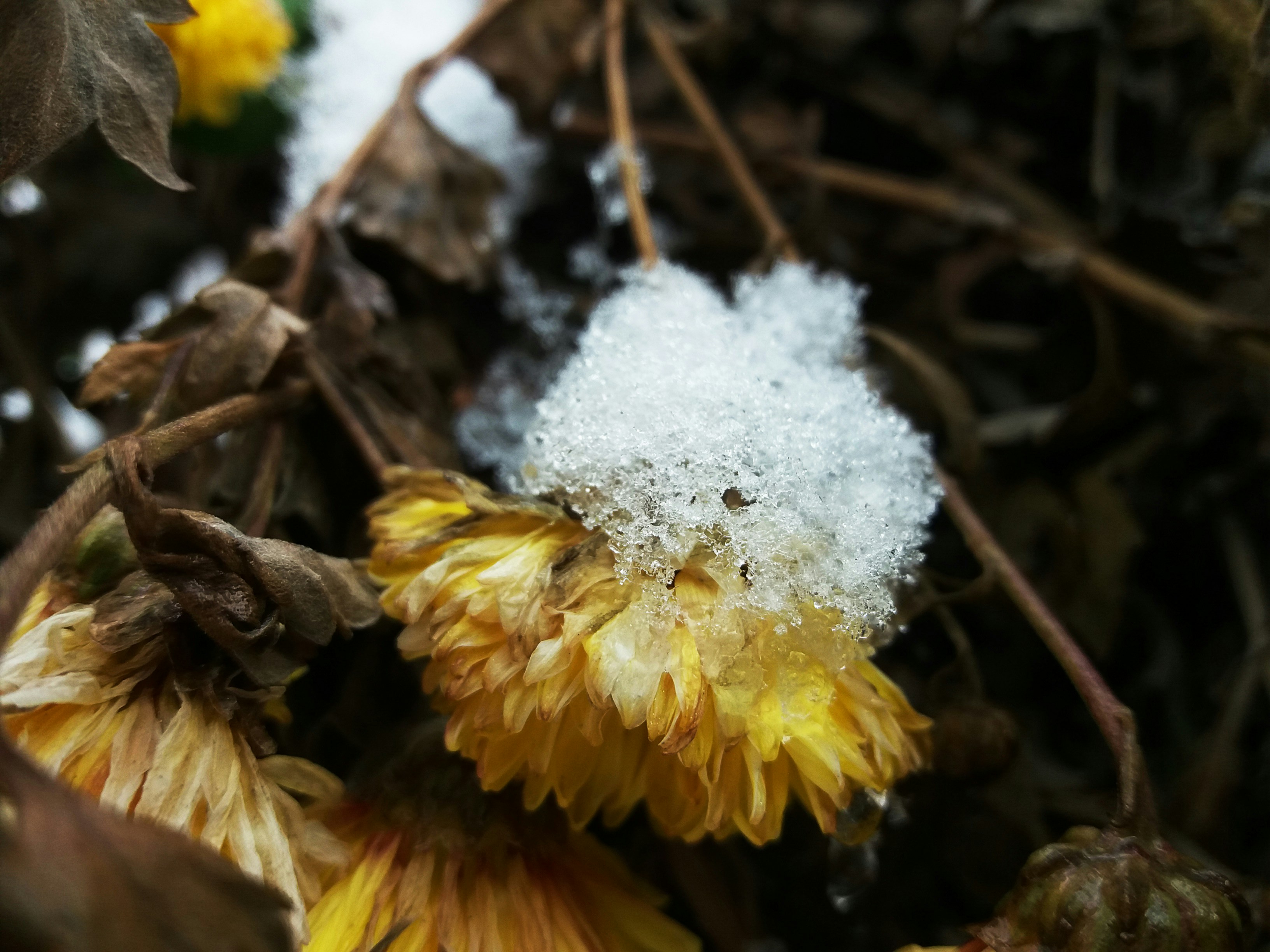 Golden Chrysanthemums Under Fresh Snow