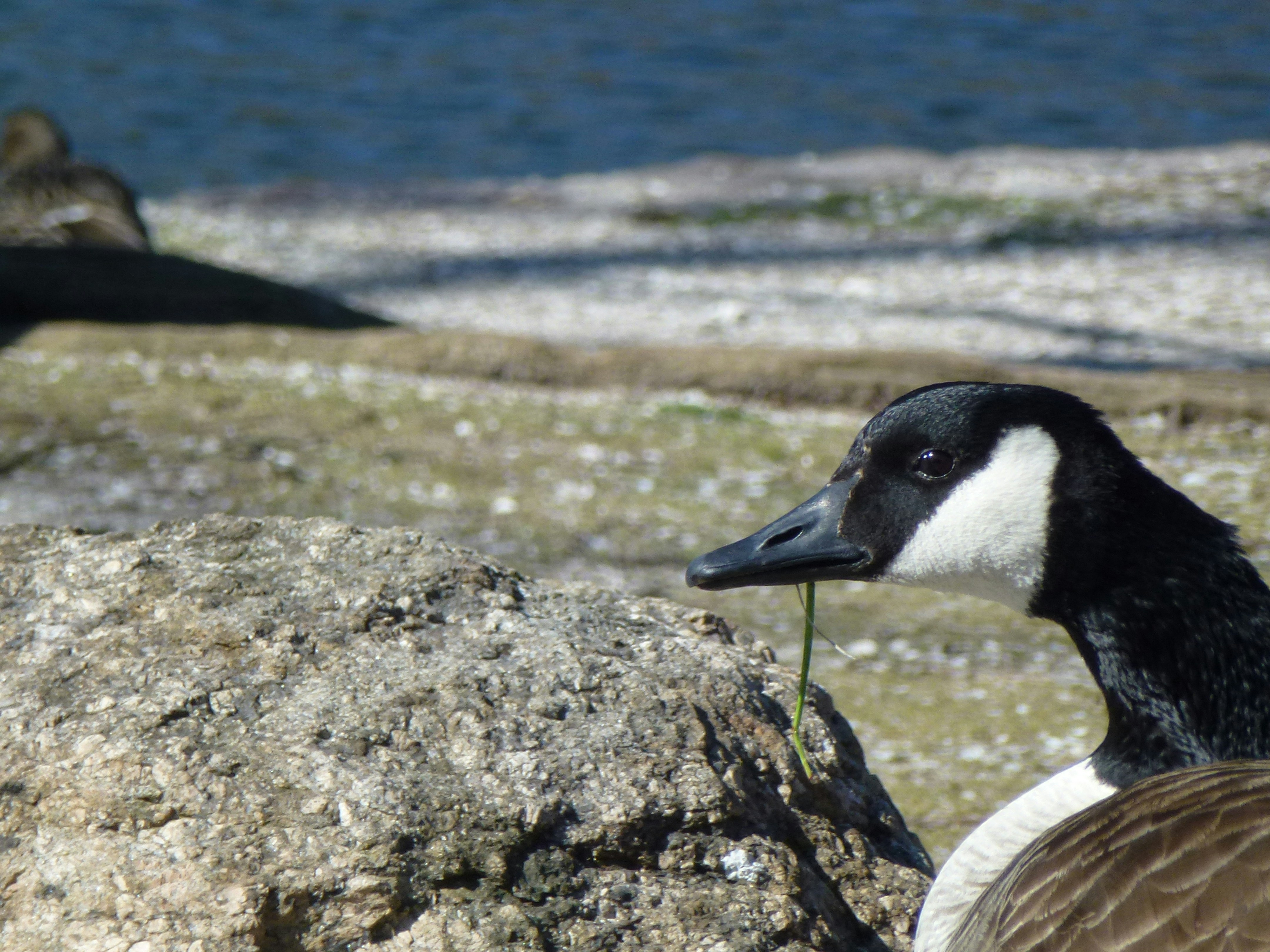 Canada goose perched on a rock, nibbling on grass, with a serene water backdrop.