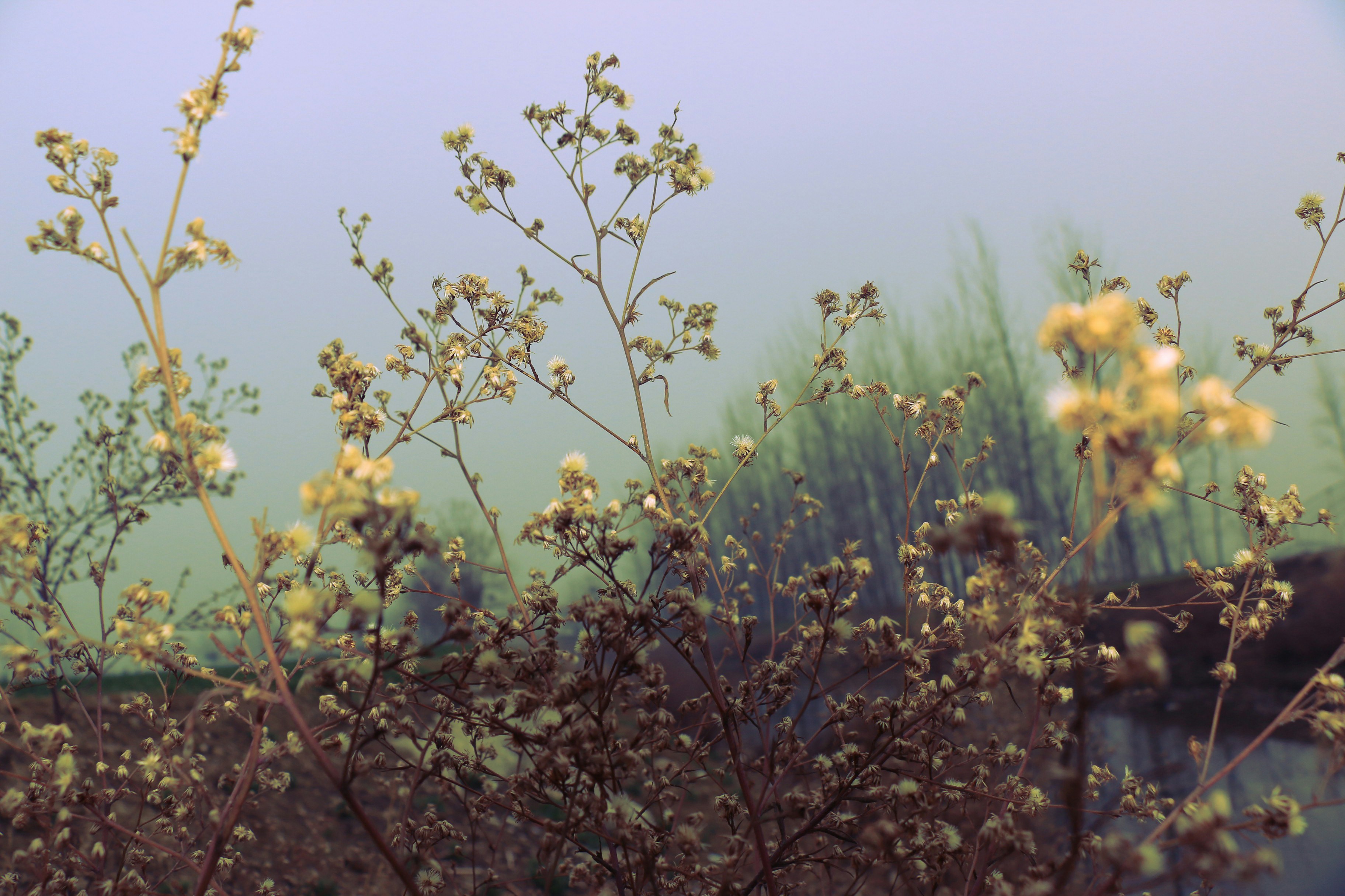 Delicate wildflowers emerge against a soft, muted background, showcasing the subtle beauty of nature's transition. The scene evokes a tranquil, serene atmosphere.