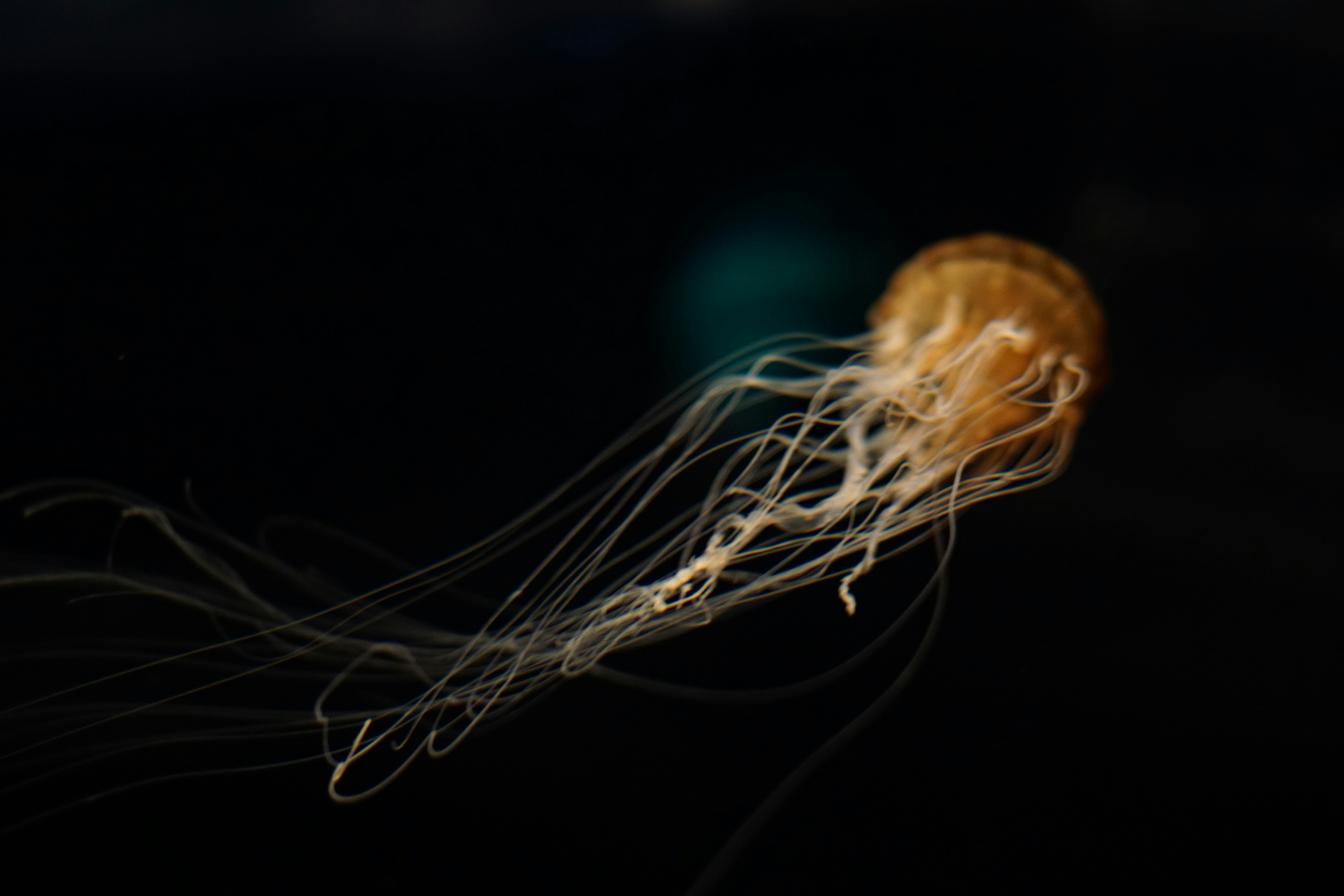 A jellyfish gracefully gliding through dark waters, showcasing its translucent body and flowing tentacles.