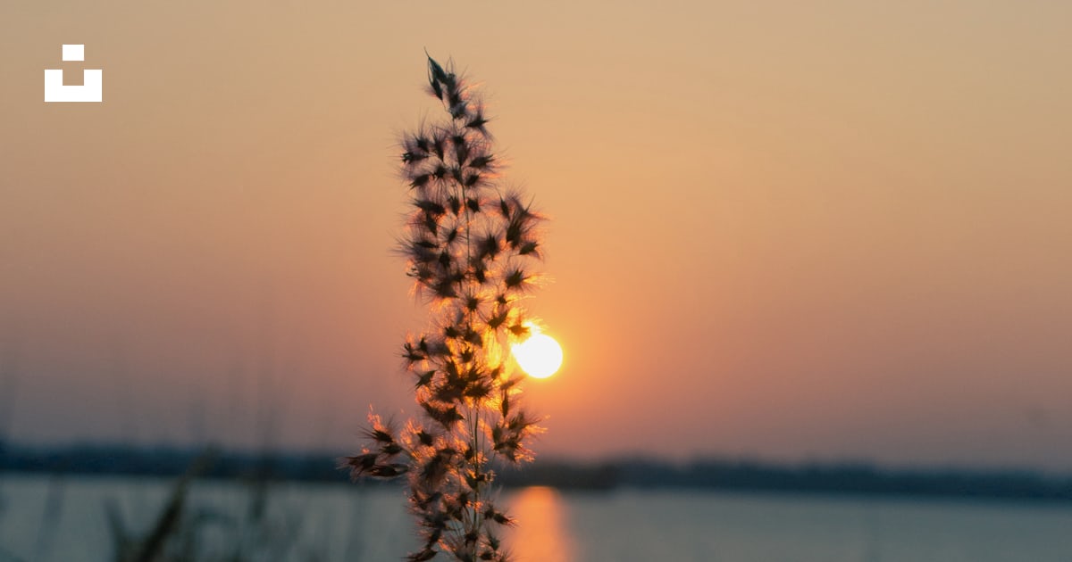 Green Grass Near Body Of Water During Sunset Photo Free Kochi Image