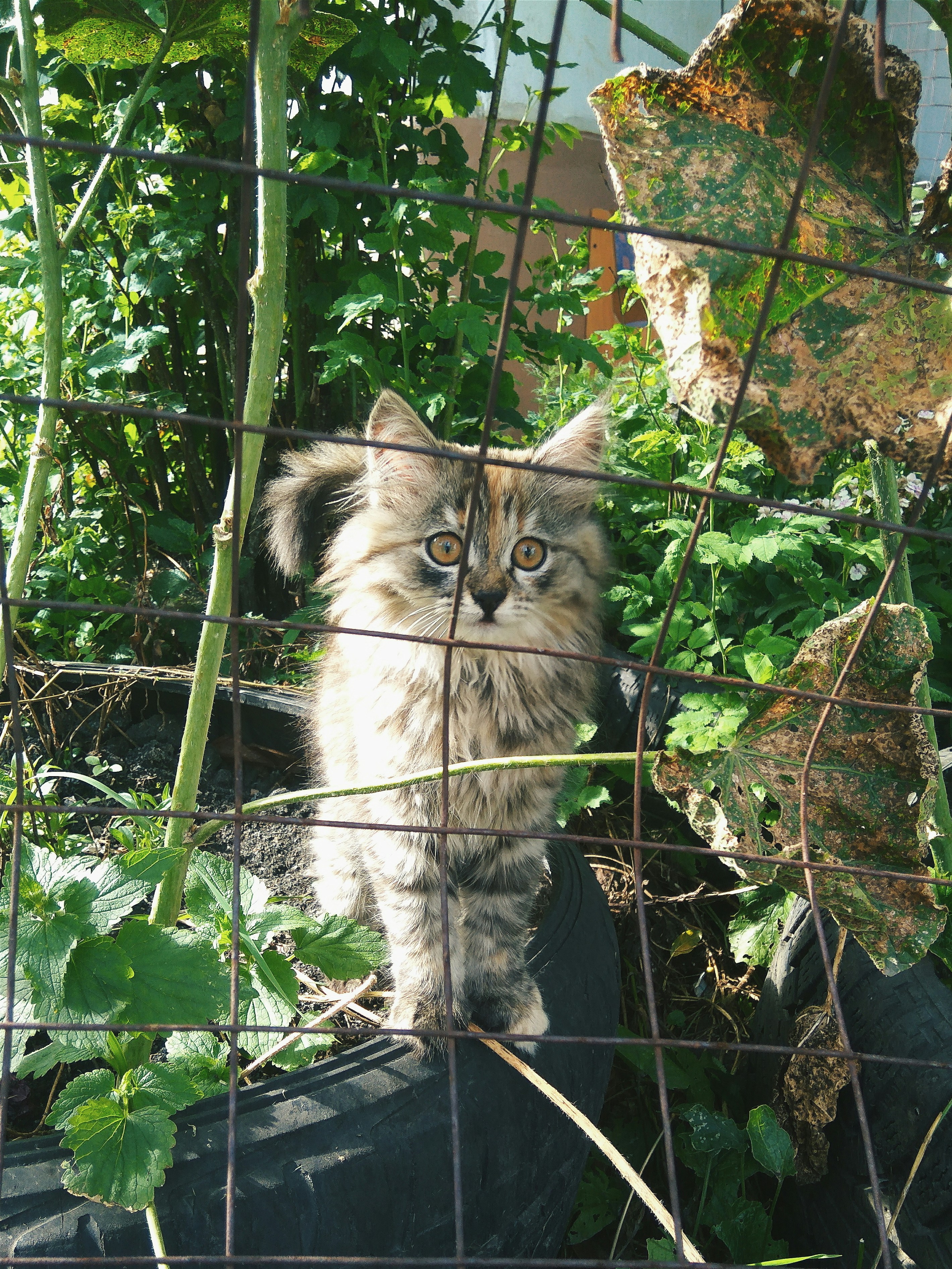Fluffy kitten with amber eyes peers through a wire fence in a sunlit garden. Surrounded by green leaves and weathered pots, the scene captures a moment of quiet curiosity.