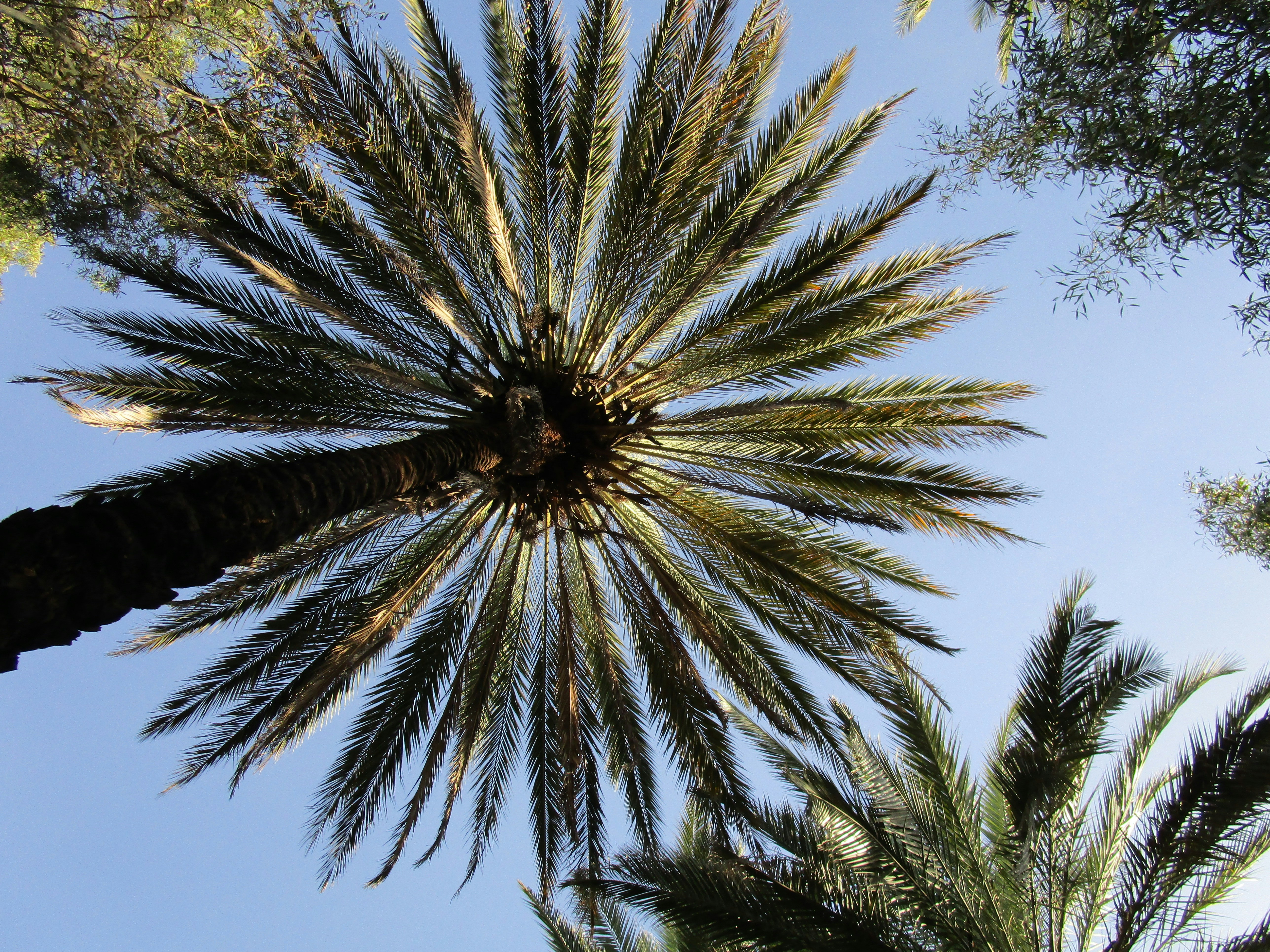 Green palm tree under blue sky during daytime photo – Free Millstream ...