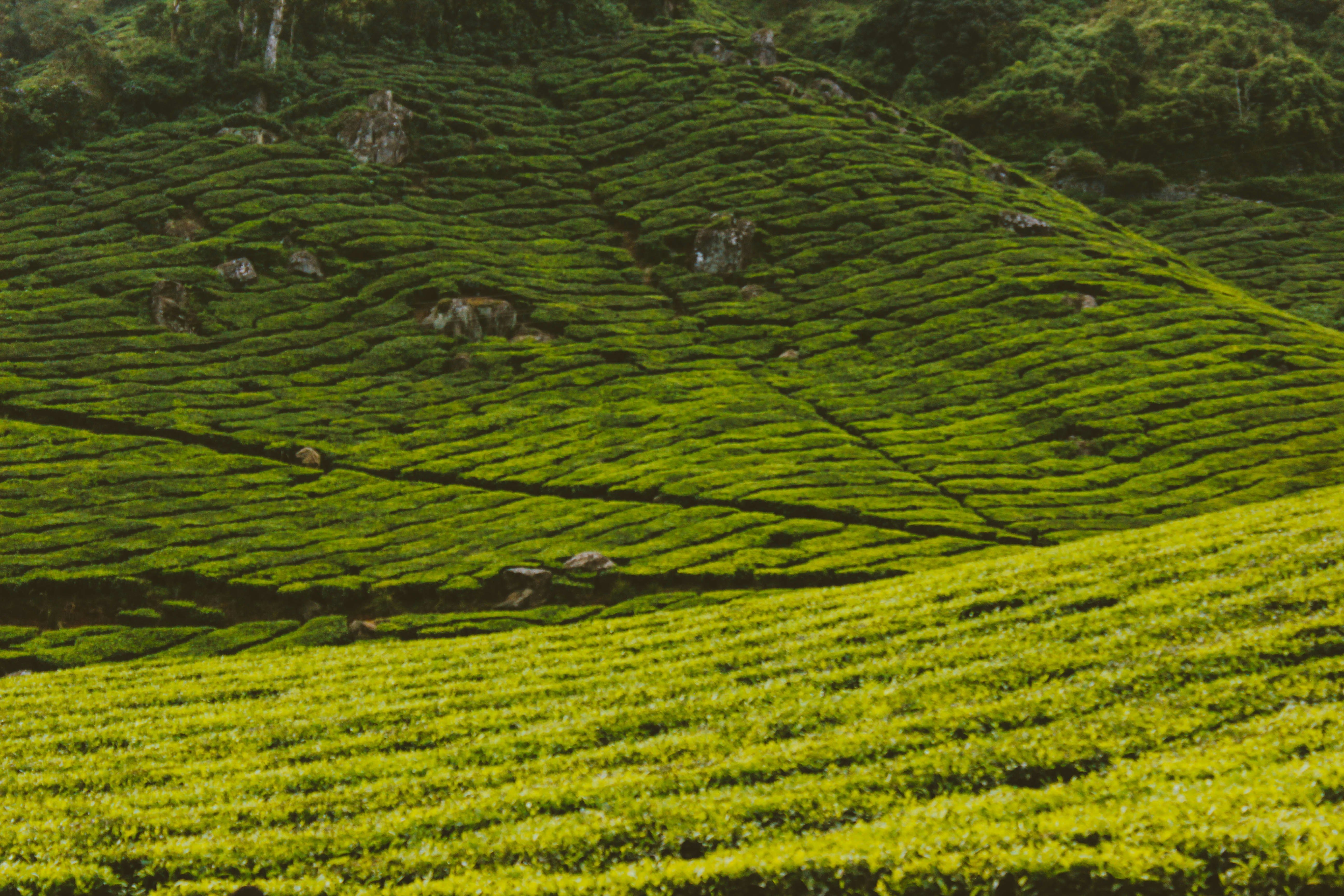 Ooty Pictures | Download Free Images on Unsplash