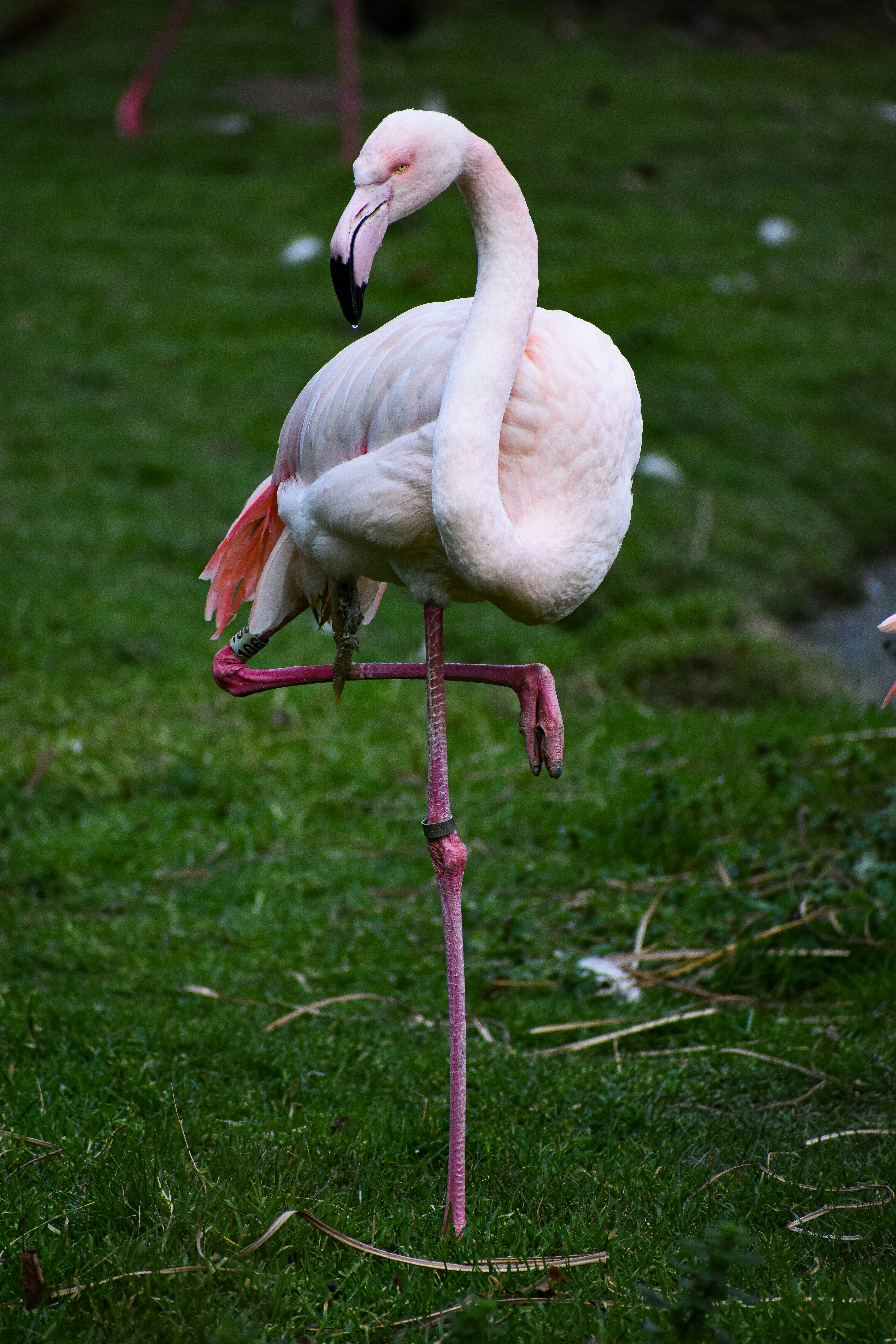 S-Curve Flamingo: Pink Balance in a Quiet Green Yard