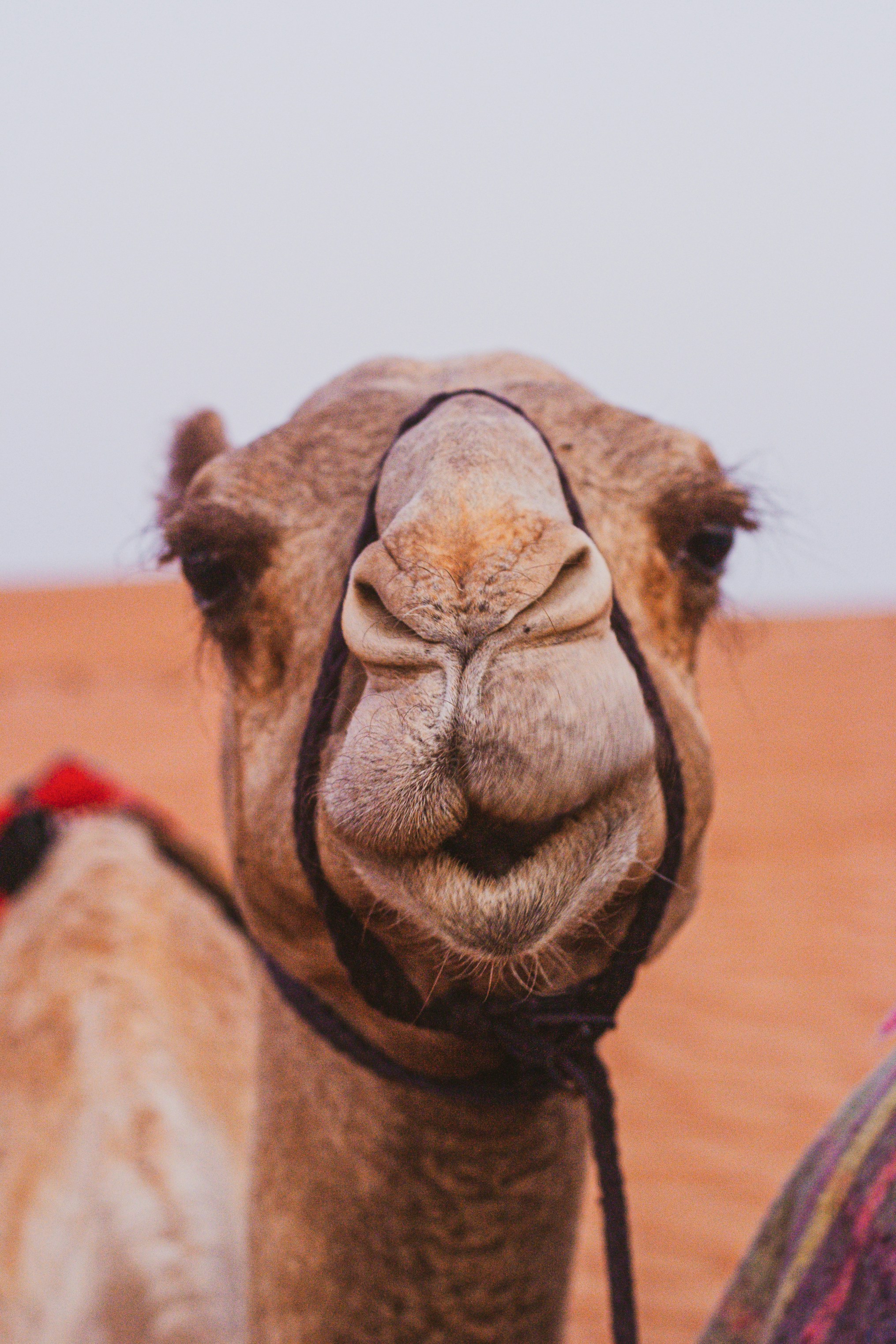 Camel portrait in Oman desert  | brown camel on brown sand during daytime