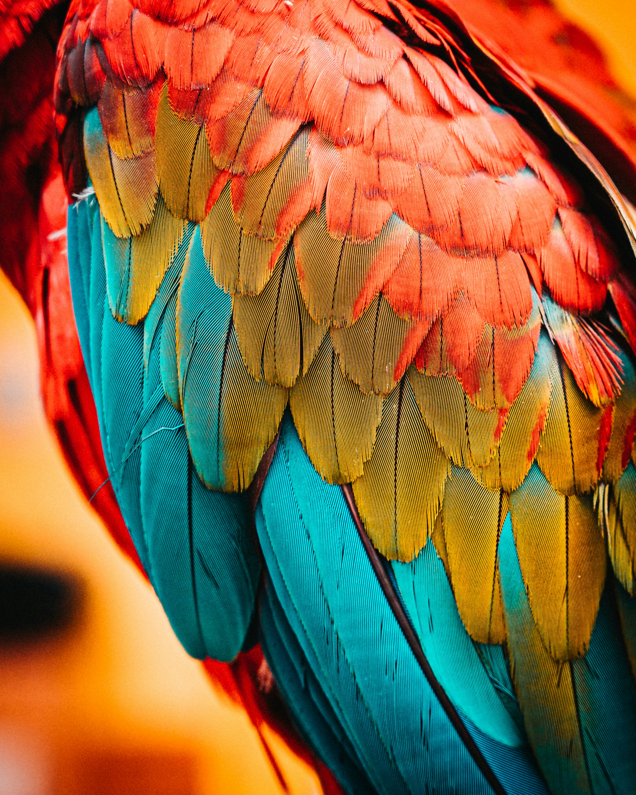 Close-up of a parrot's feathers showcasing a vivid blend of red, green, and blue hues. The intricate texture highlights the beauty of avian plumage.