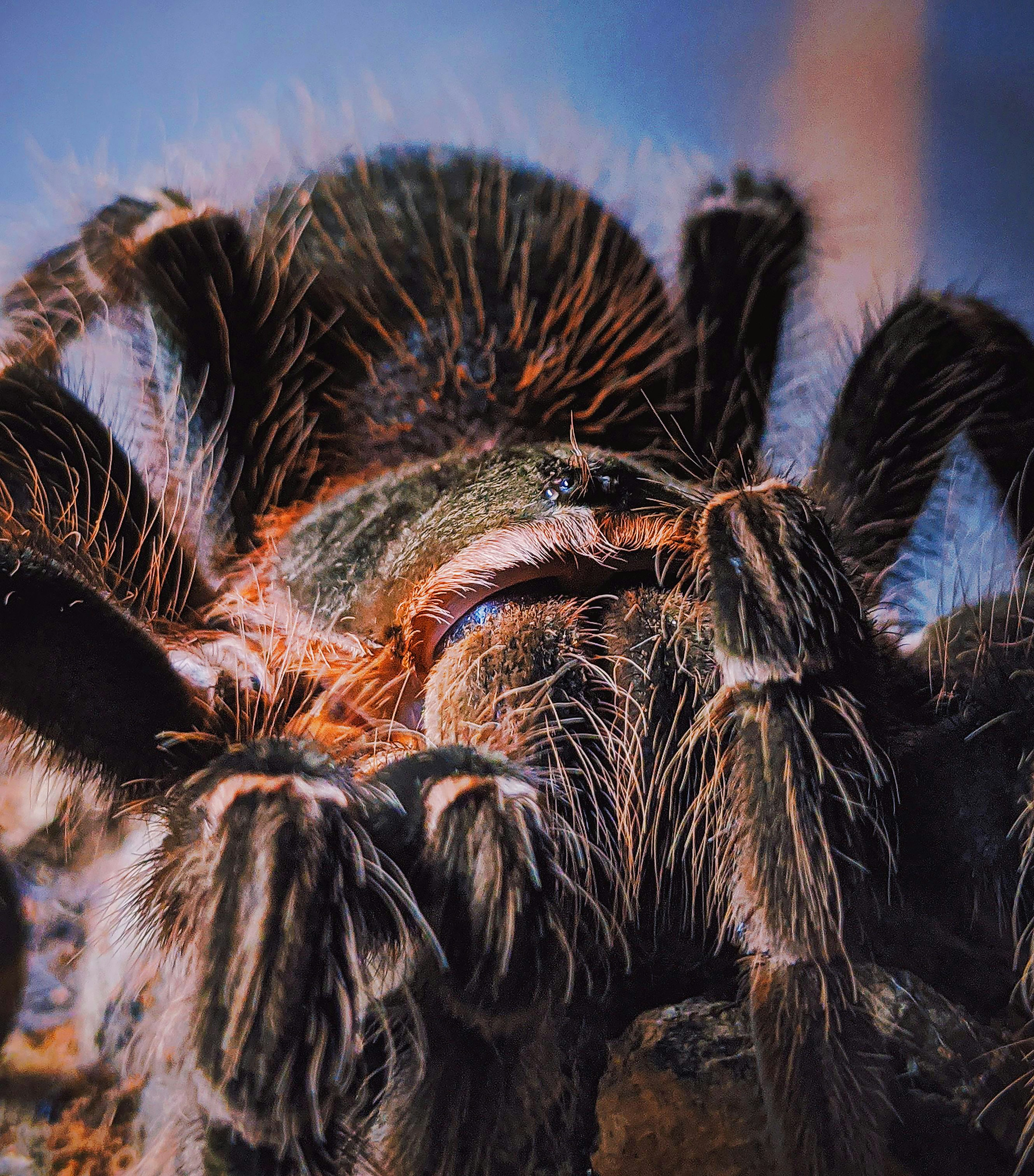 Tarantula Pictures | Download Free Images on Unsplash