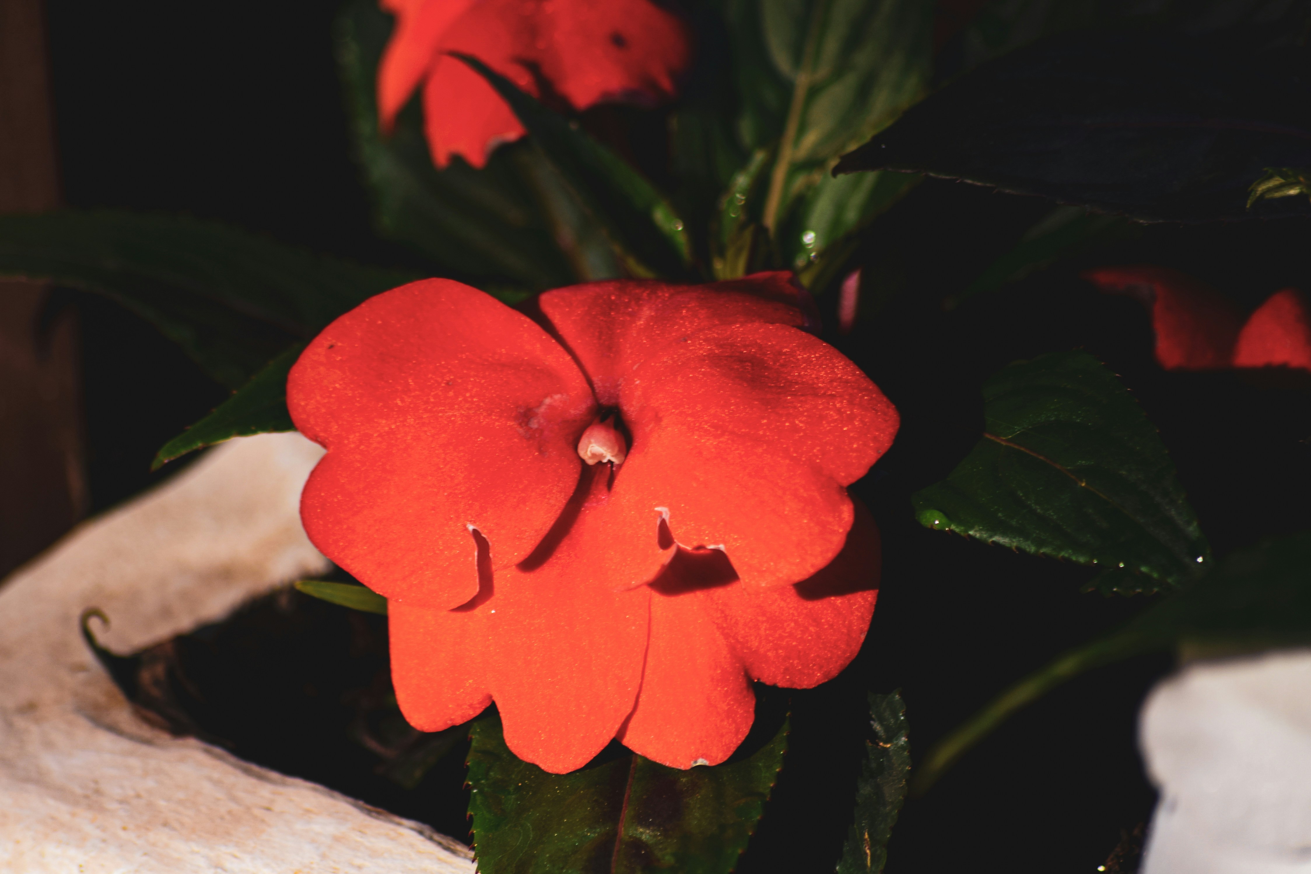 Vibrant Scarlet Blooms in Contrast