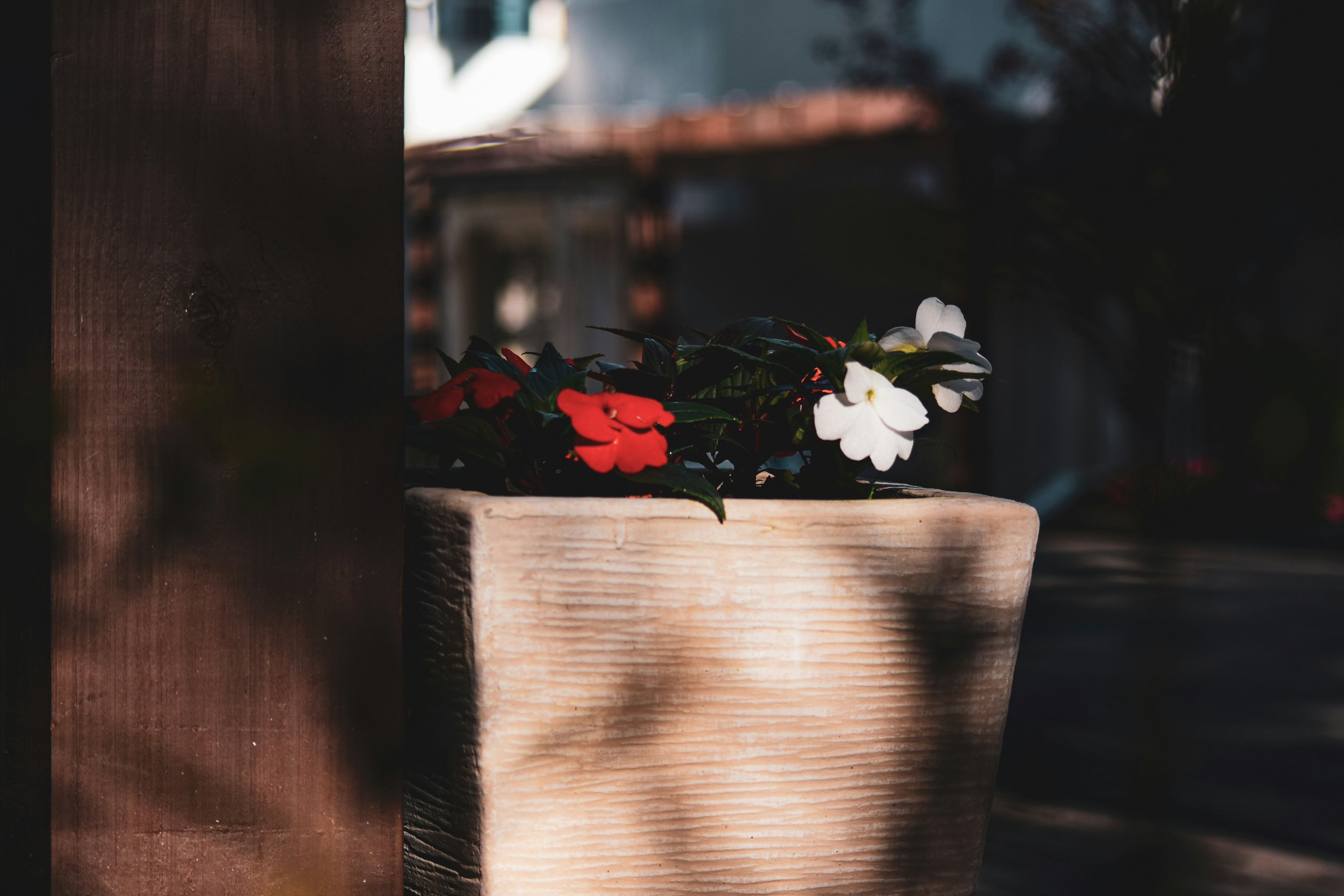 Shadowplay on a Sunlit Planter