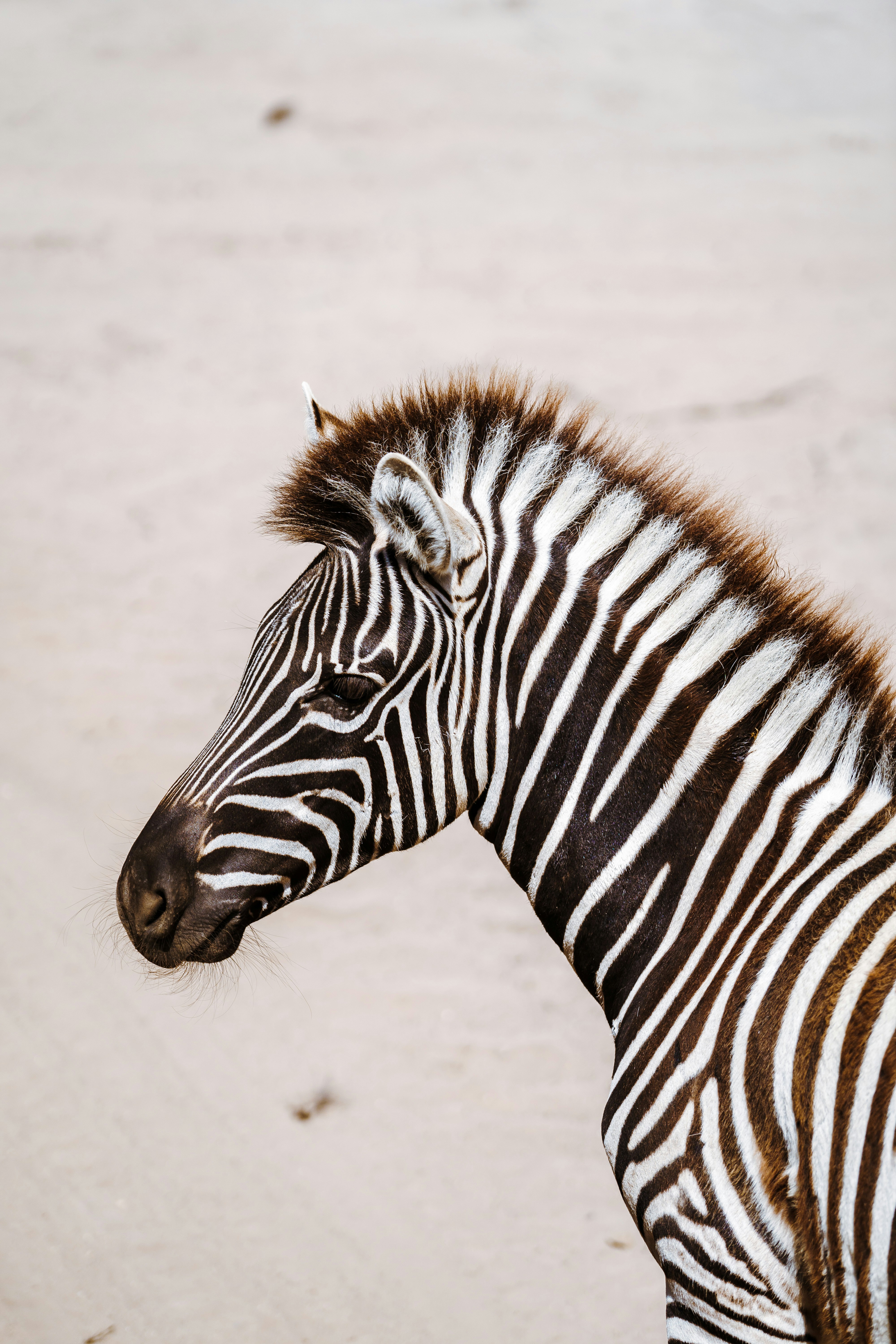 500+ Zebra Pictures | Download Free Images on Unsplash