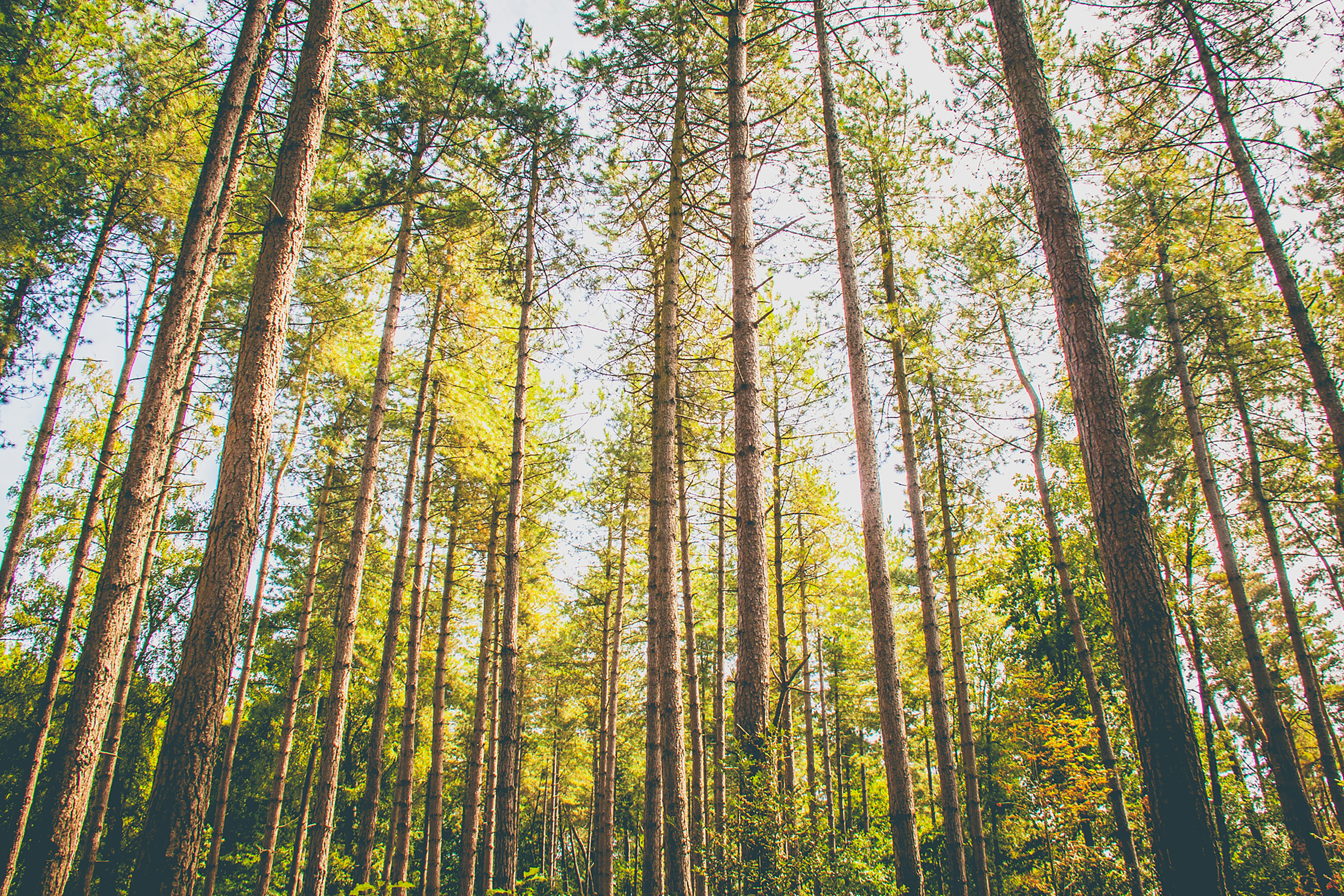 Photographie en contre-plongée d’arbres verts pendant la journée photo ...