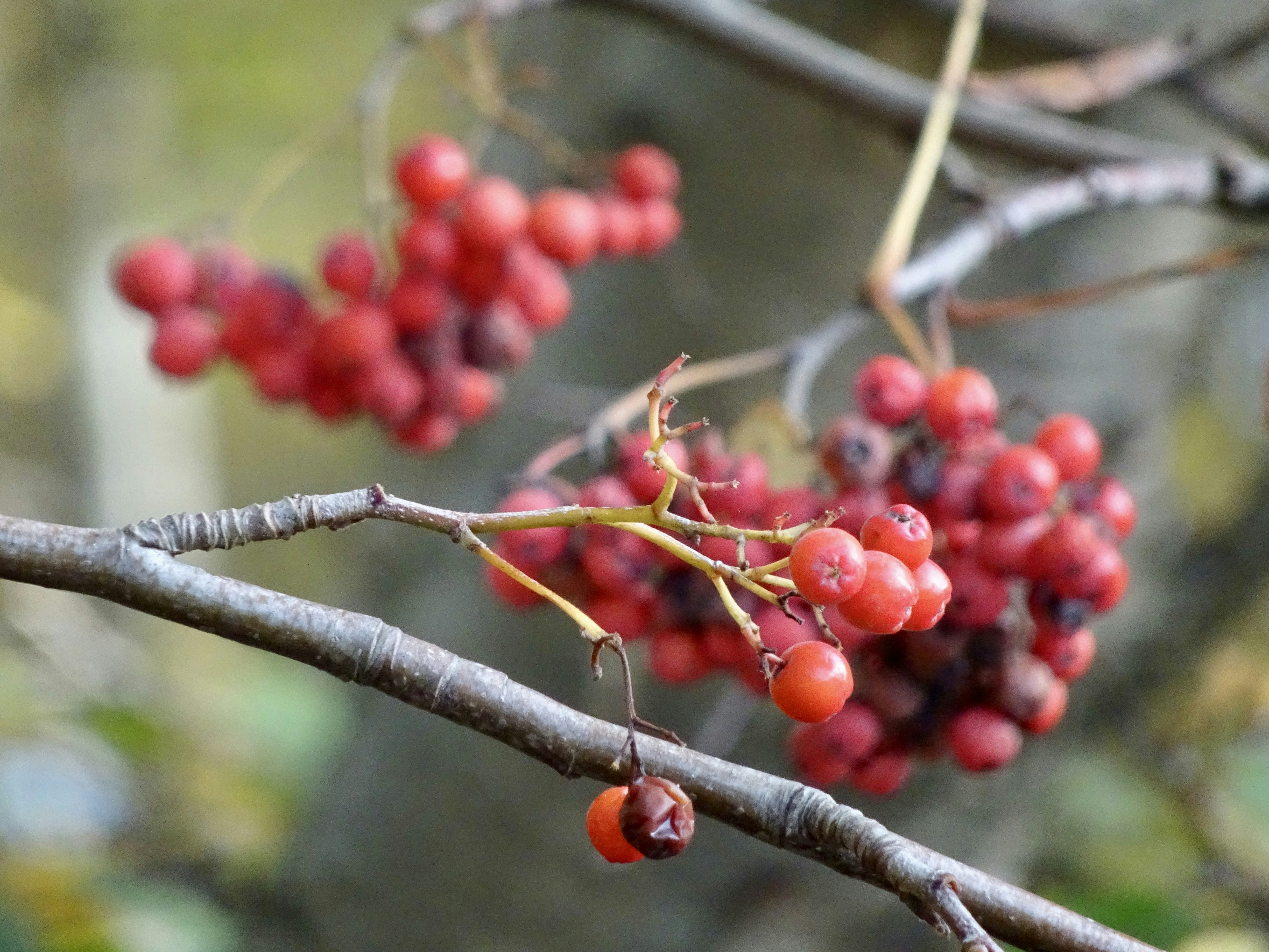 Fruits ronds rouges sur branche d’arbre brune photo – Photo Twenterand ...