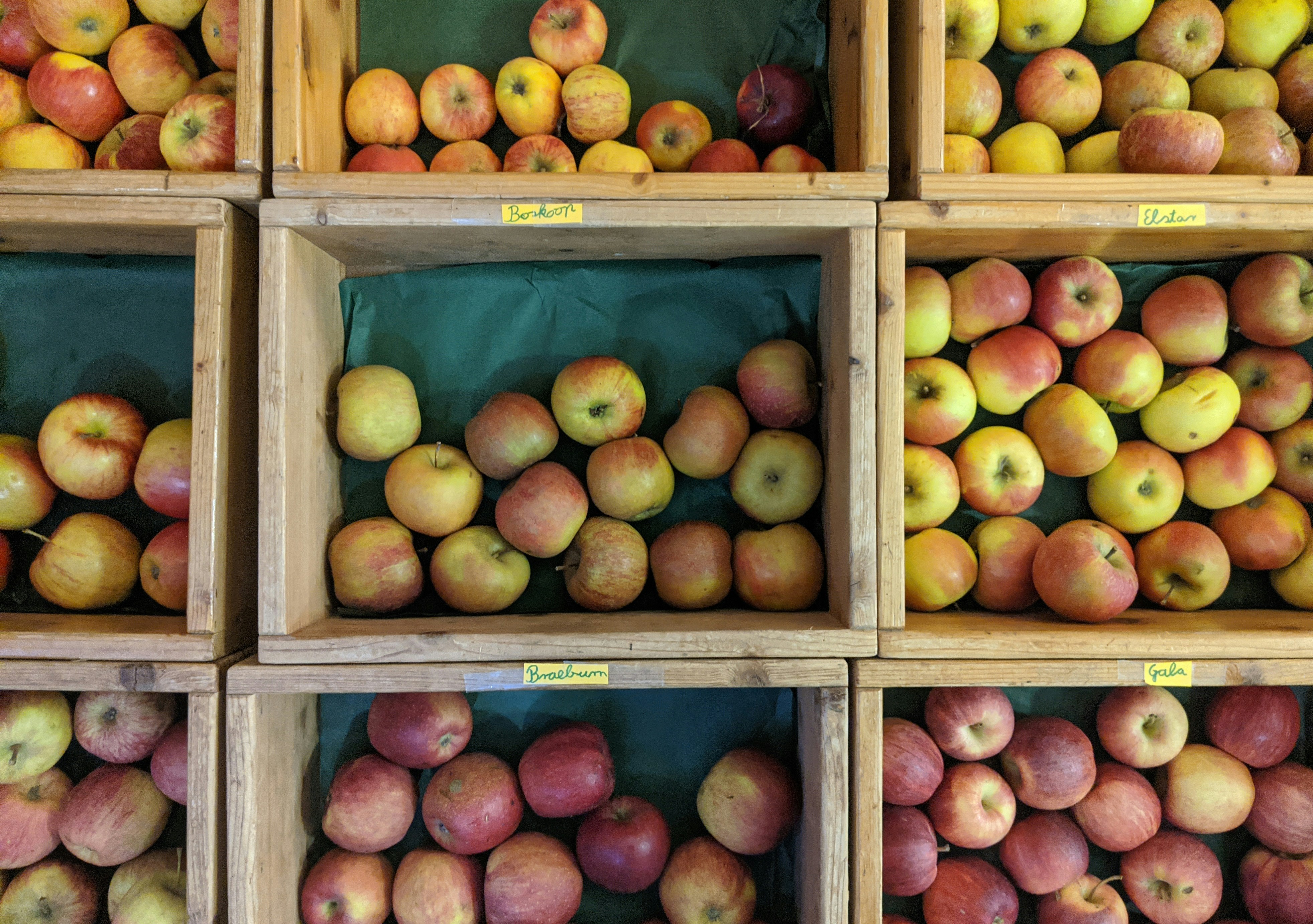 Apple & Apples | 7 best free apple, plant, fruit and food photos on ...