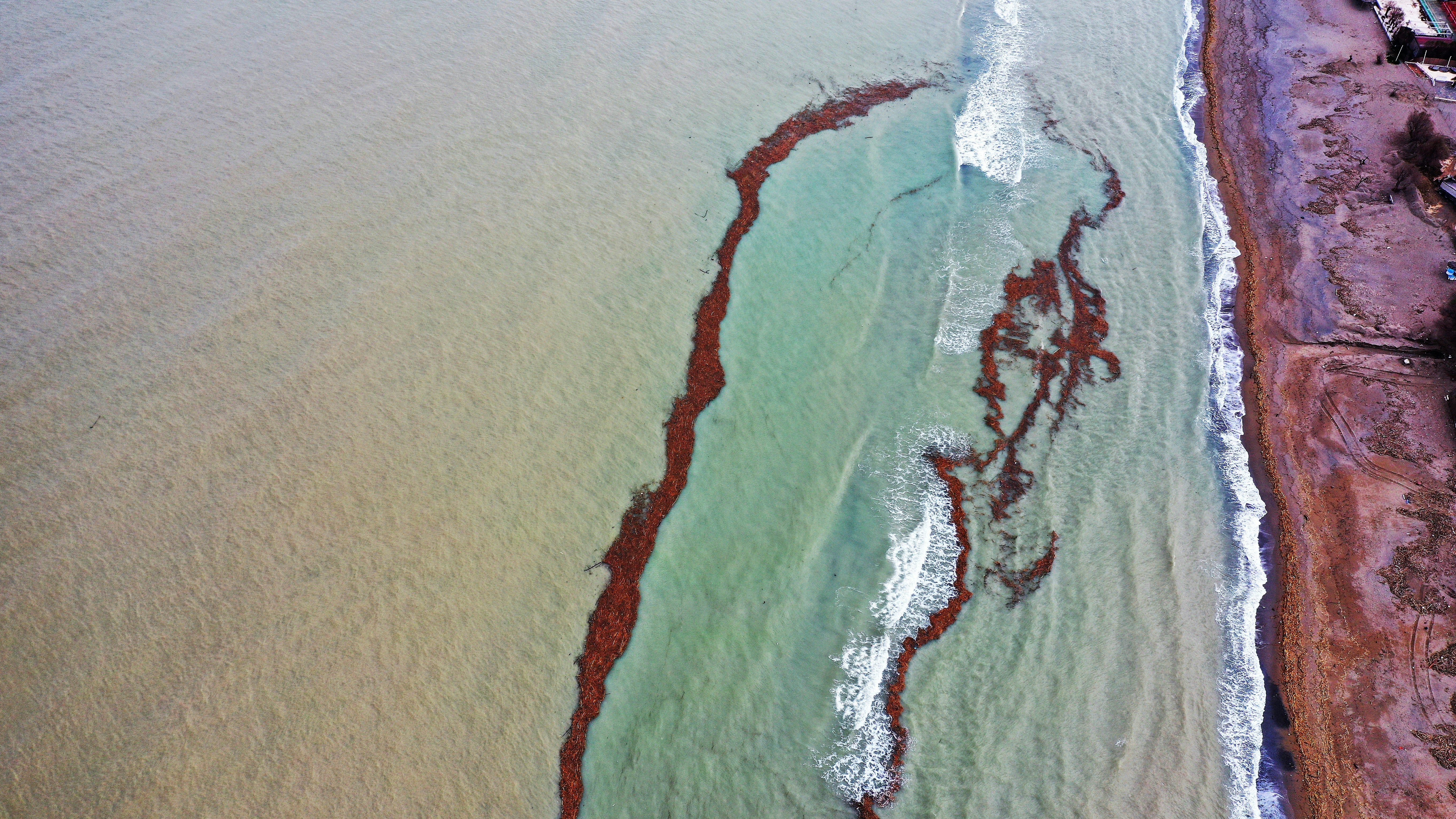 Seaweed Ribbon in Turquoise: An Aerial Study of a Curved Coast