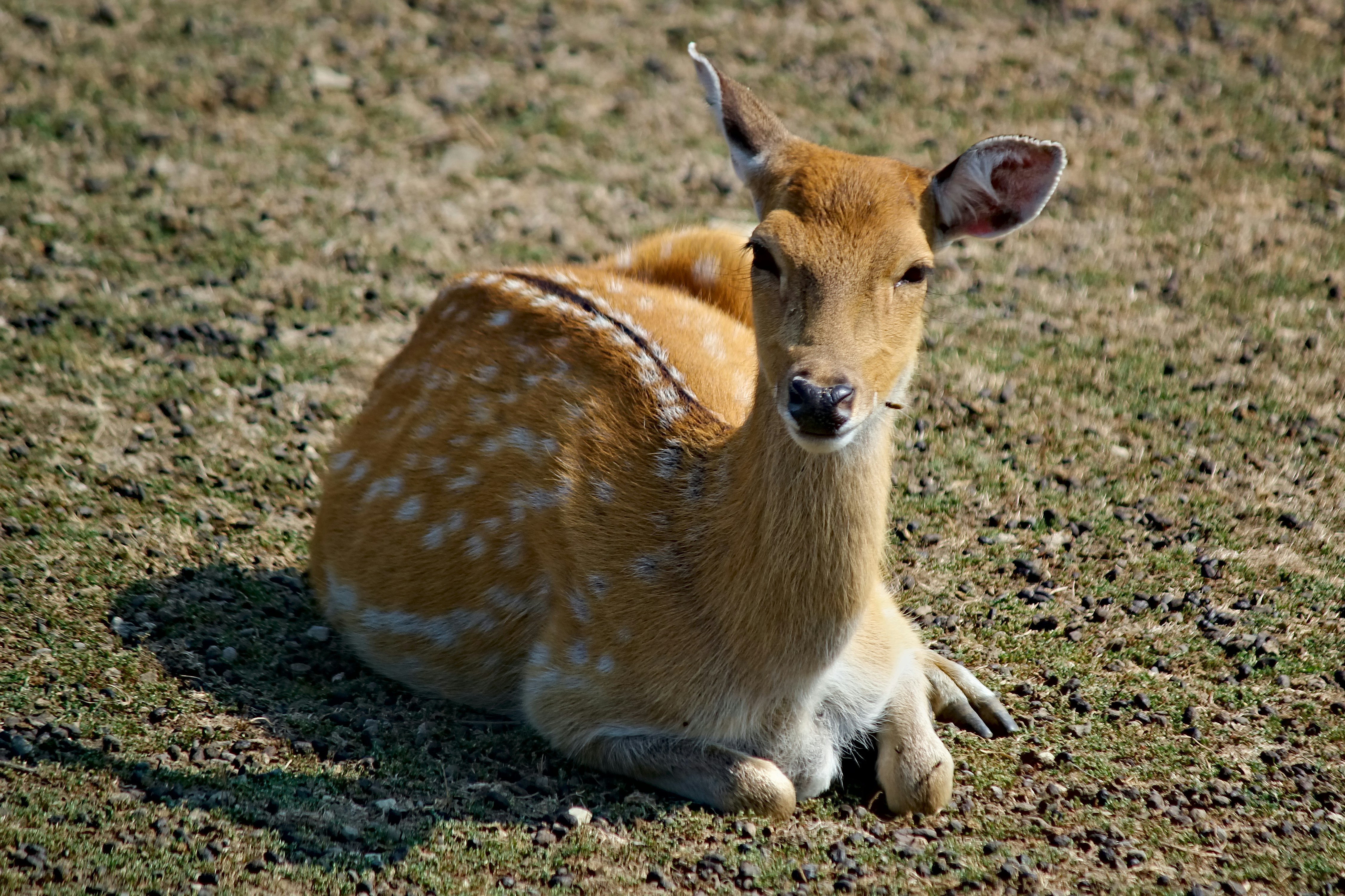 brown and white deer lying on ground during daytime