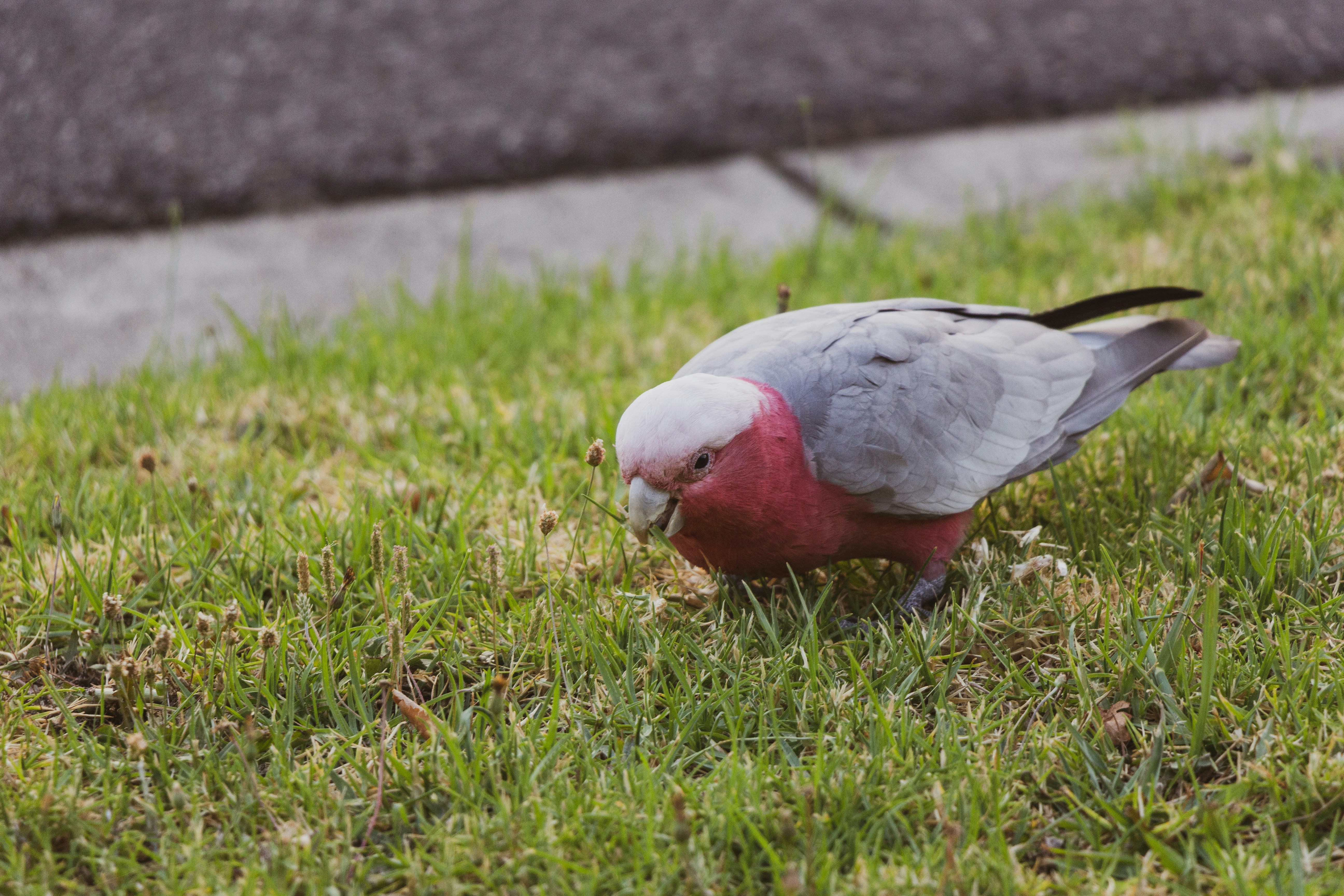 Pink-faced Parakeet on Lawn: Close-Range Foraging