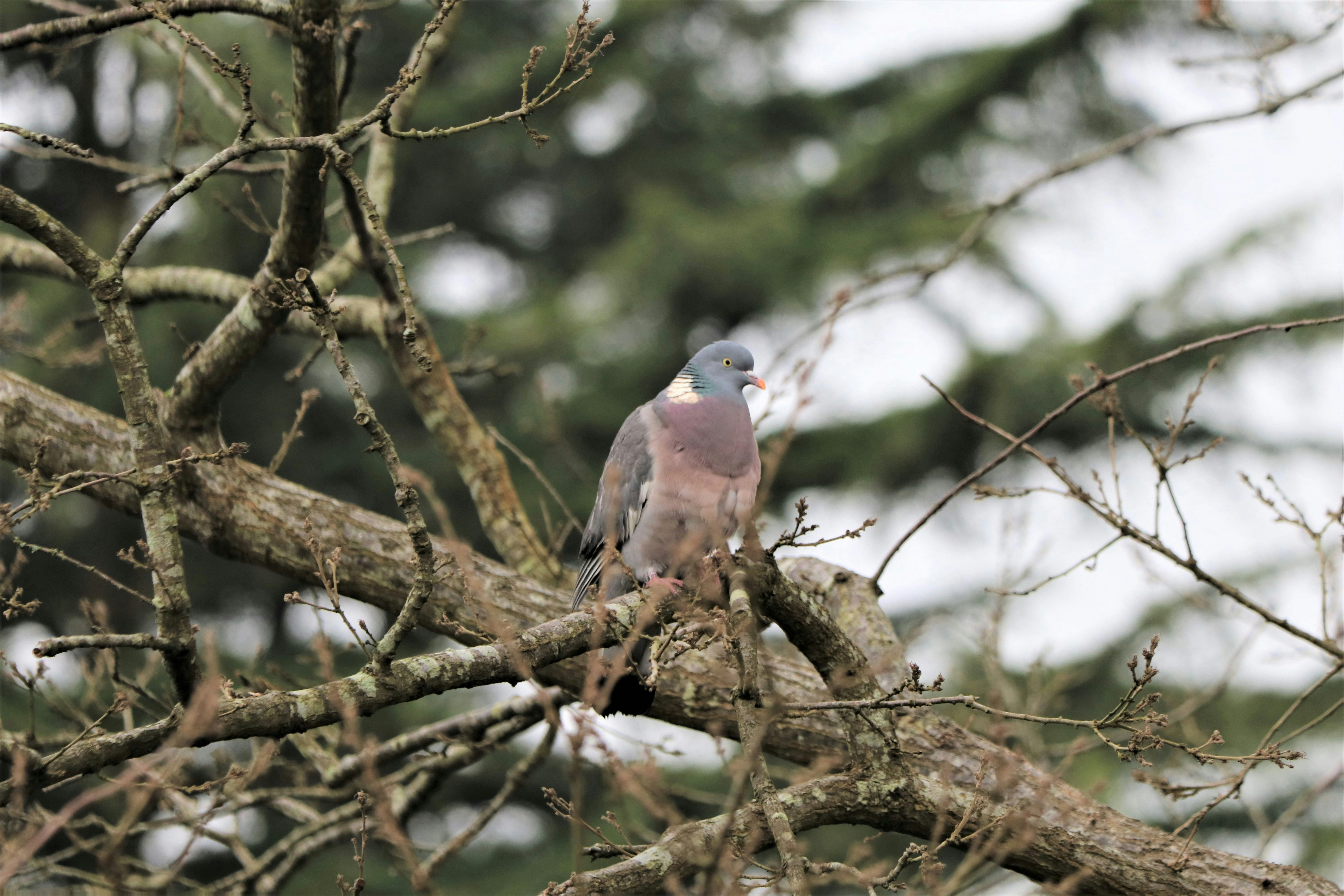 Perched Tranquility in the Canopy