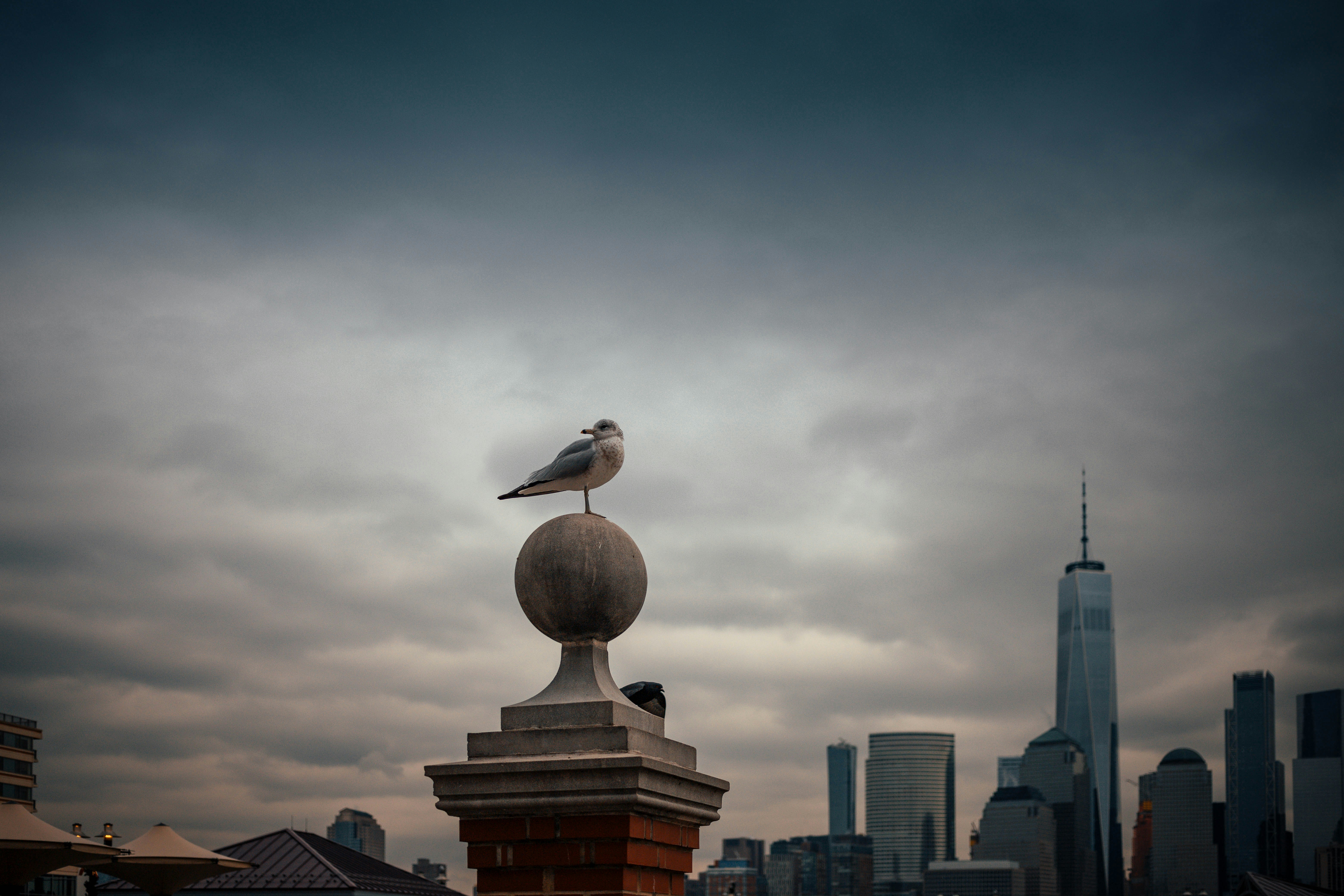 Seagull Sentinel Over the City Dome
