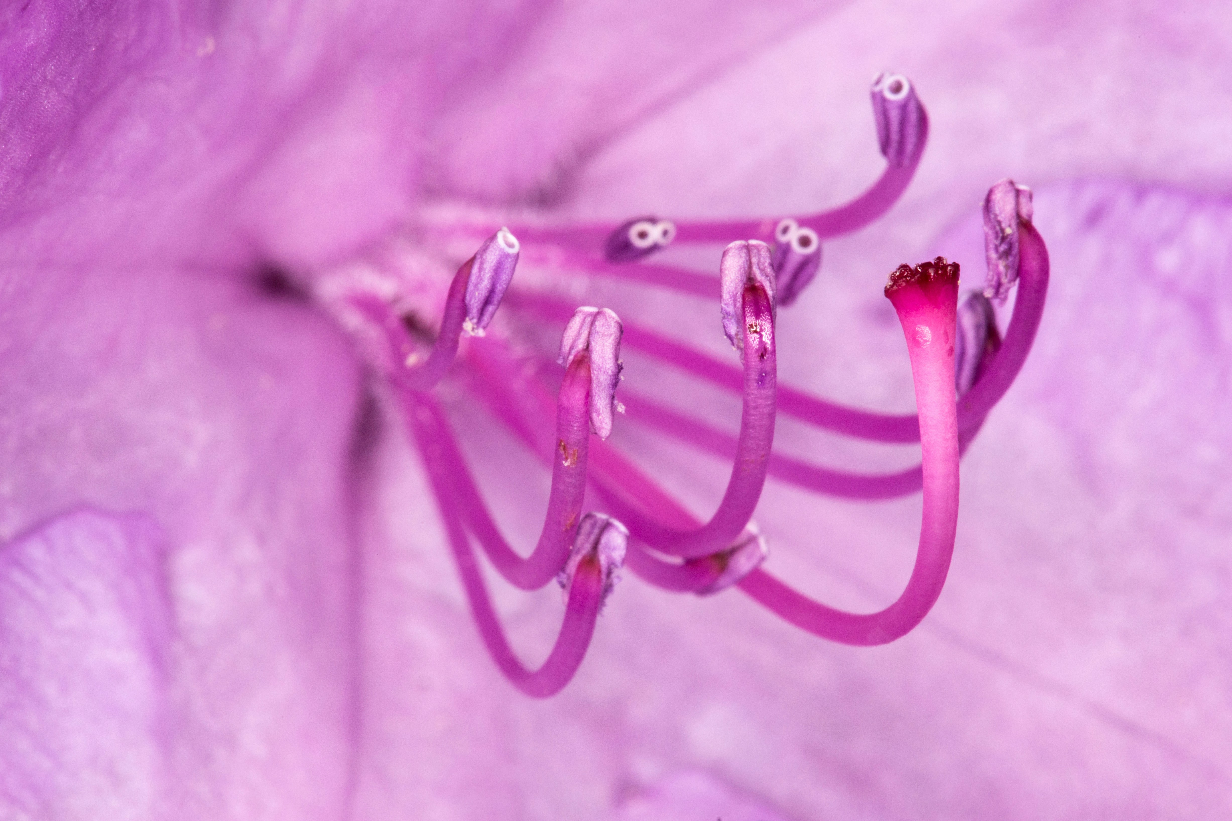 Violet Stamen Sonata: A Close-Up of Purple Petals and Curved Anthers