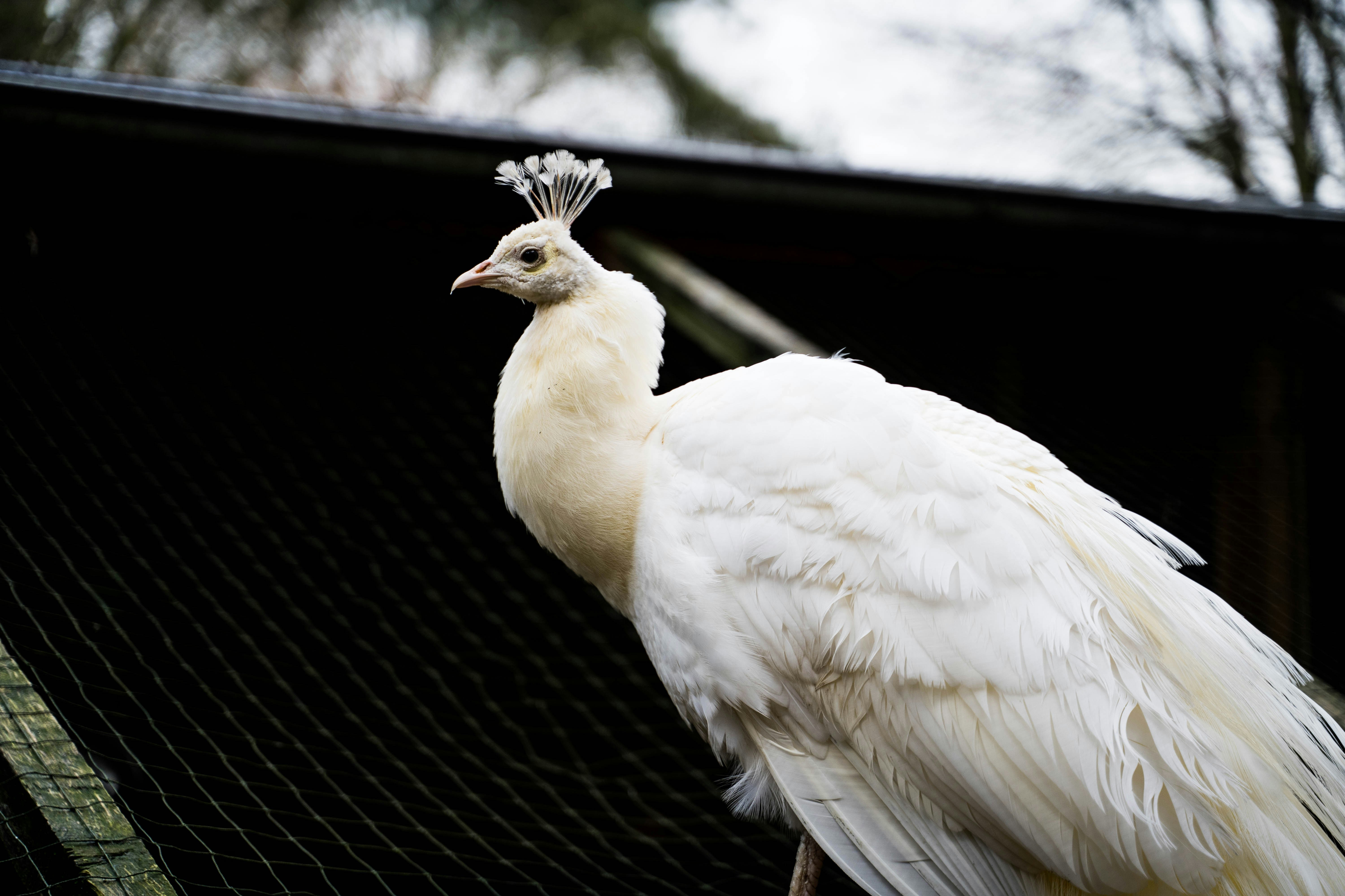 Crowned in White: The Peahen’s Quiet Posture by the Coop