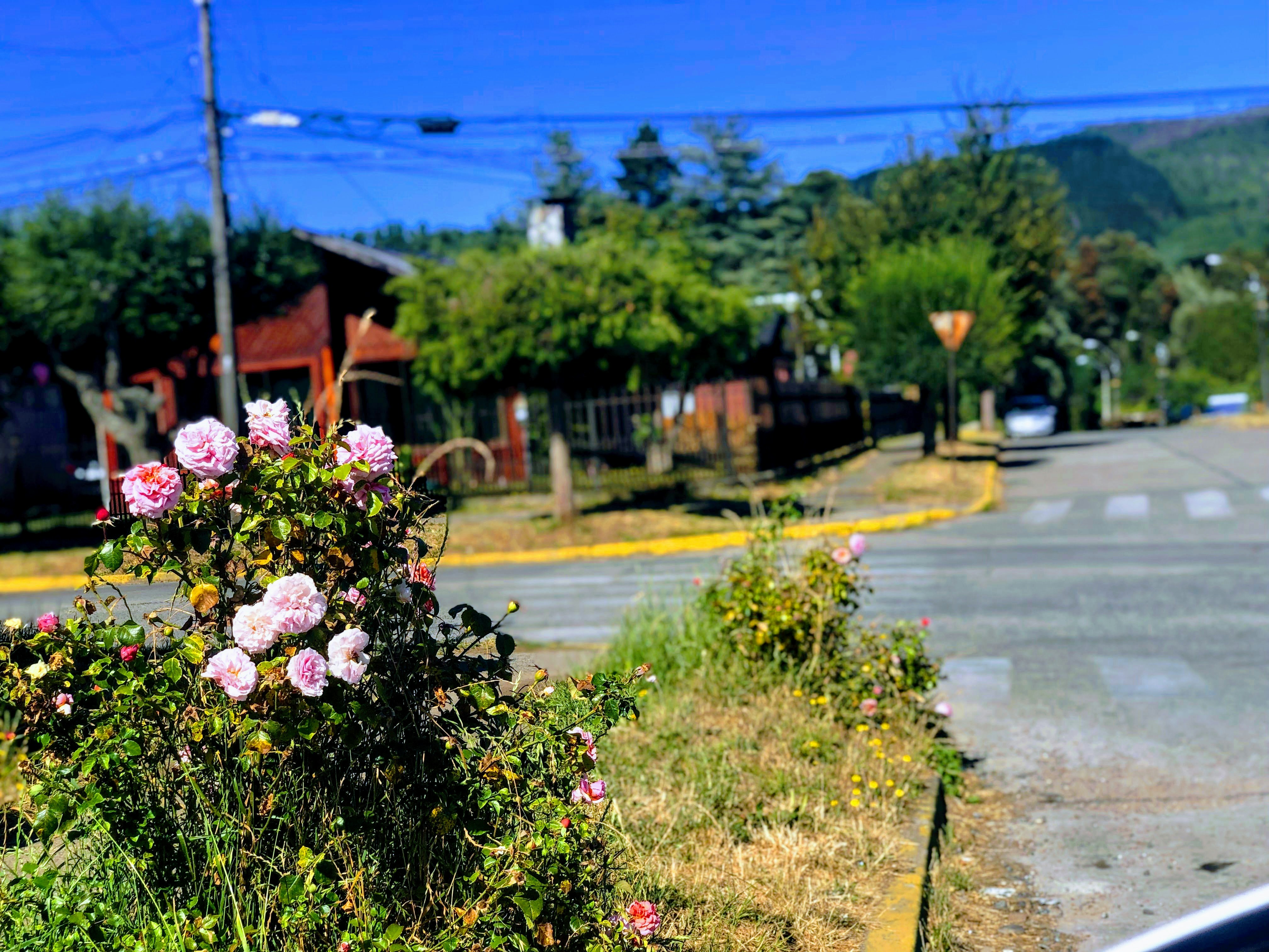 pink flowers on green grass field during daytime