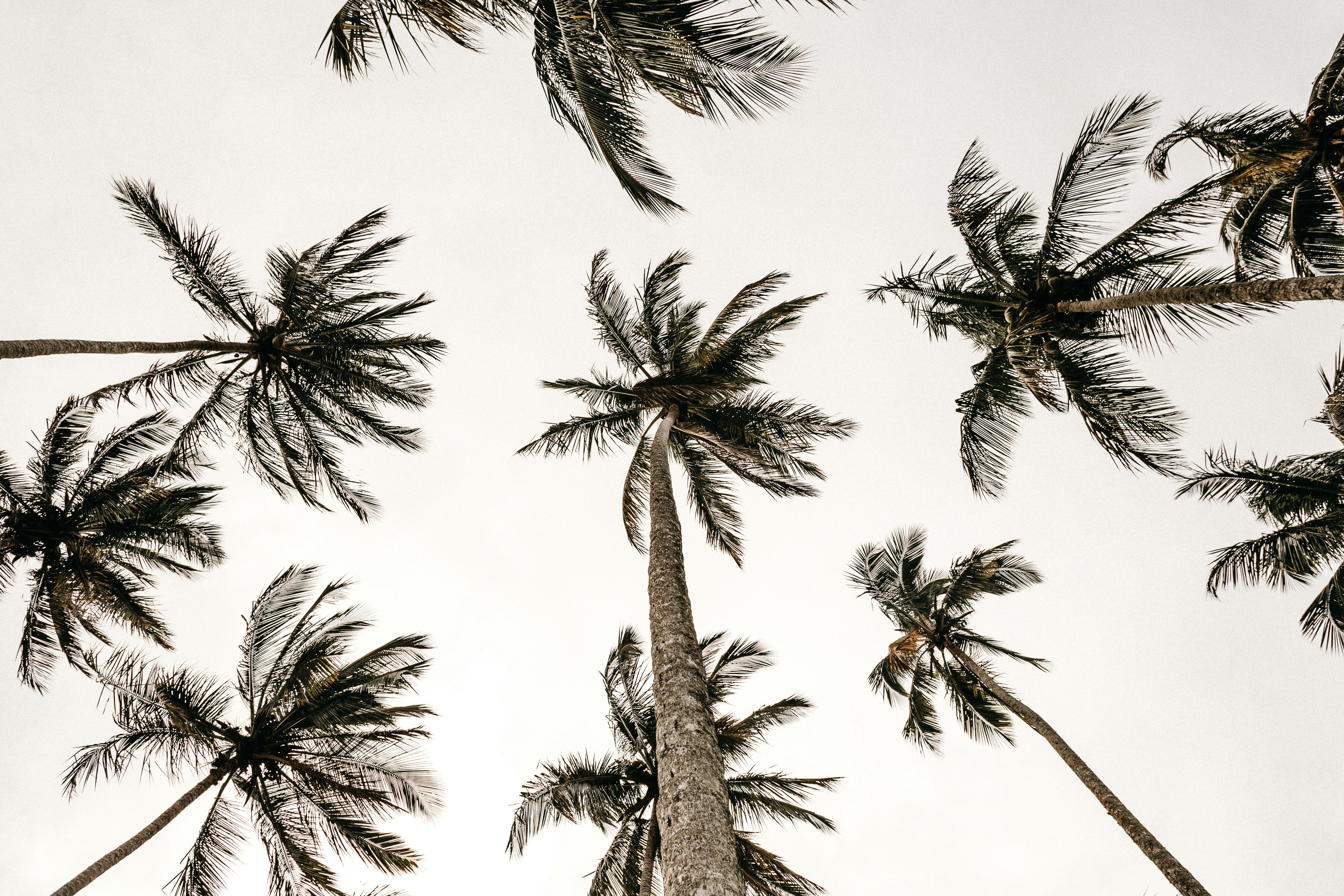 Palm trees viewed from below, silhouetted against a clear sky.