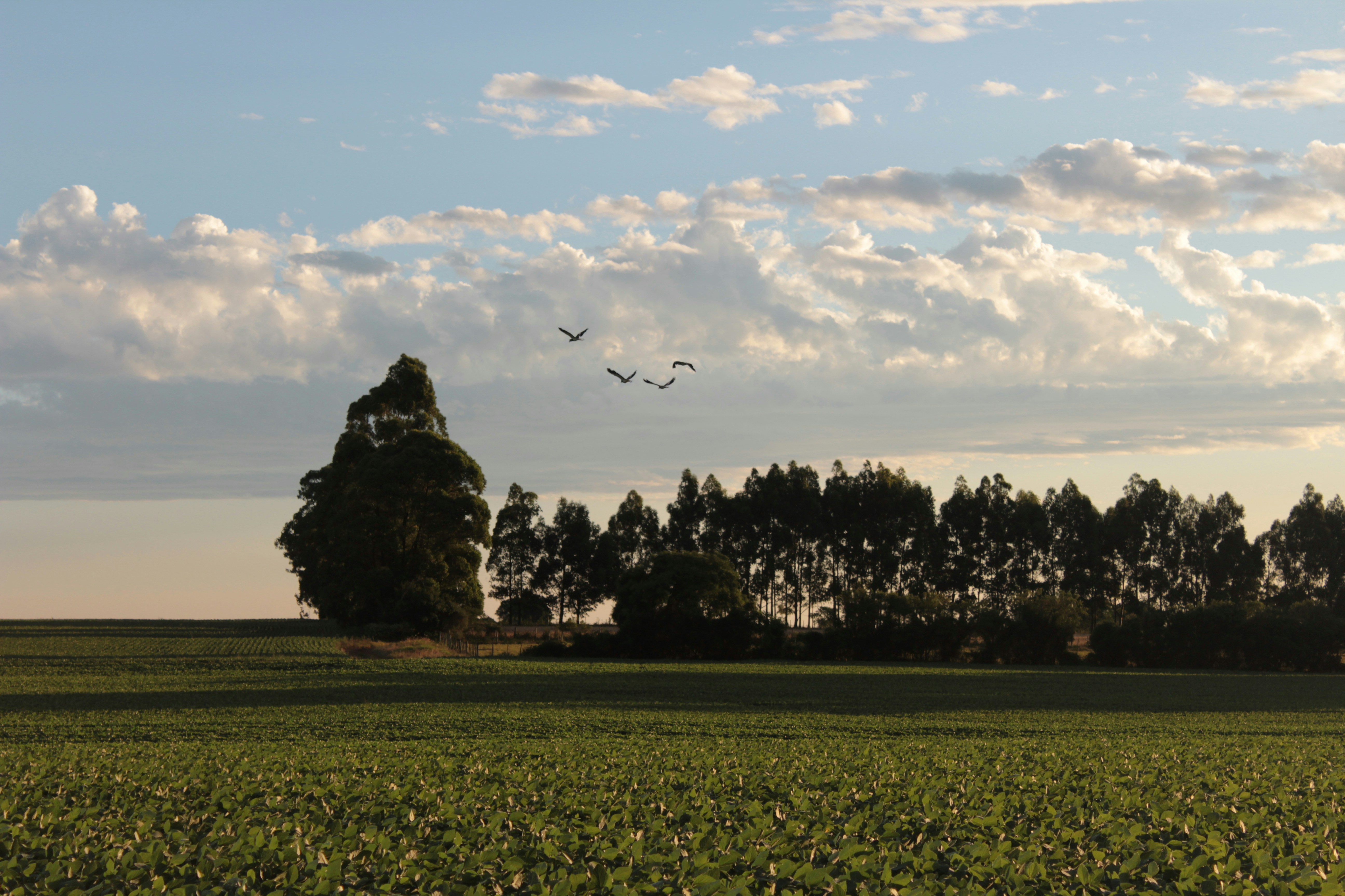 Field with distant trees and a flock of birds under a cloud-dappled sky.