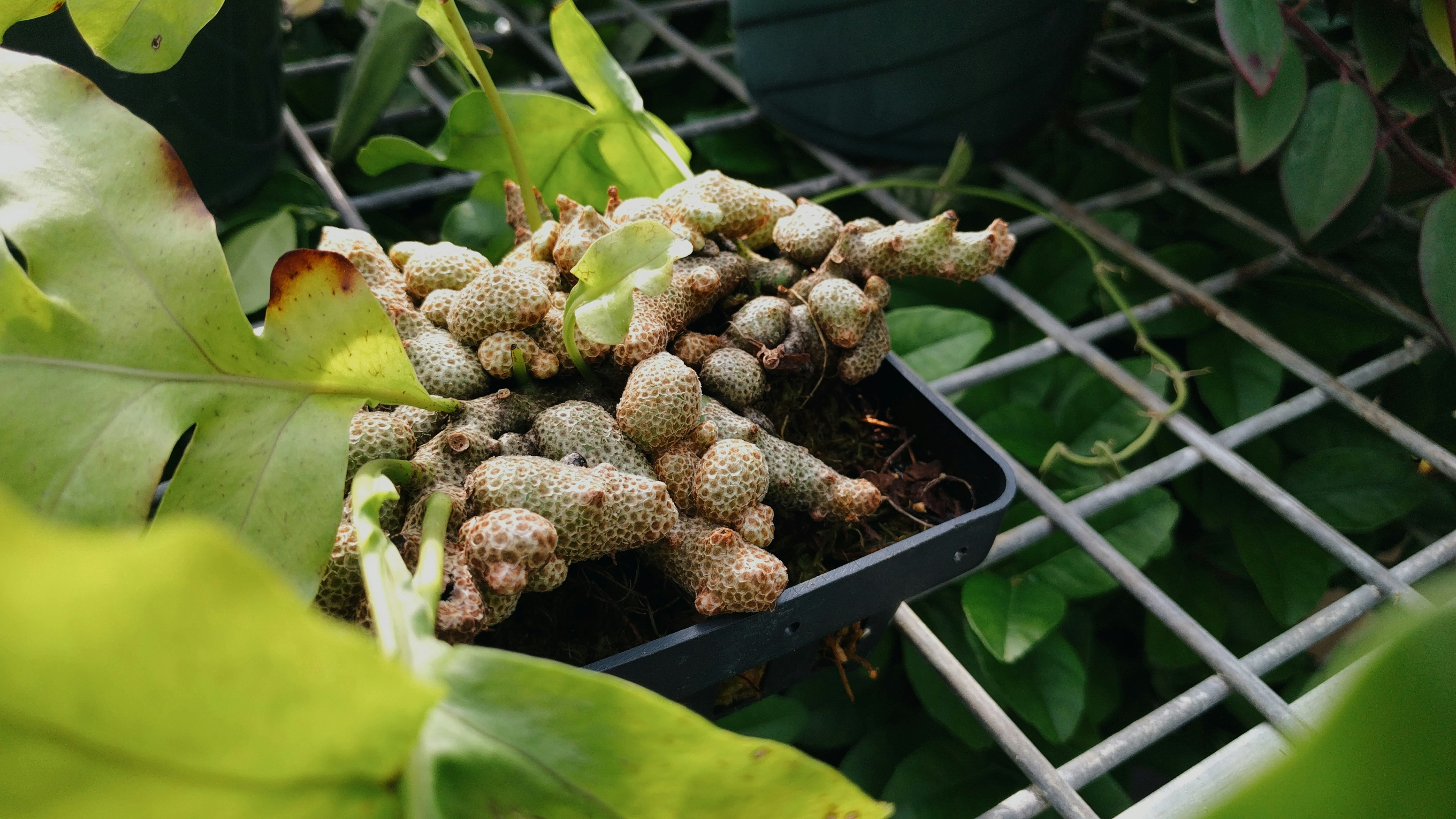 Cluster of unique, textured plants in a black pot surrounded by lush greenery. The contrasting shapes and colors create a vibrant display.