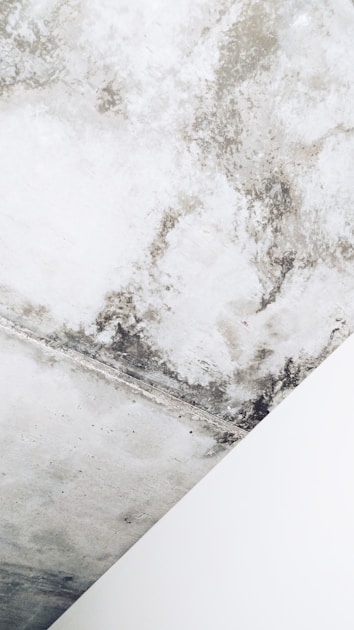 Texas Mold Testing & Mold Remediation Licenses Explained | Mold ...