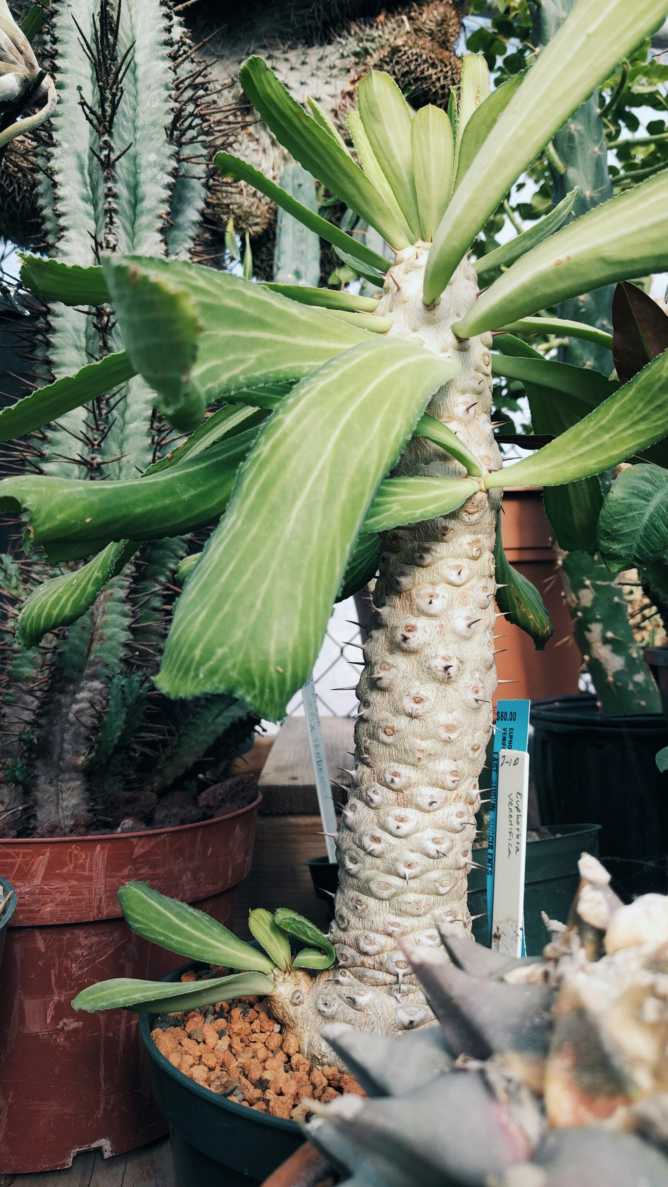 Crowned in Green: A Potted Palmtree Surrounded by Succulents