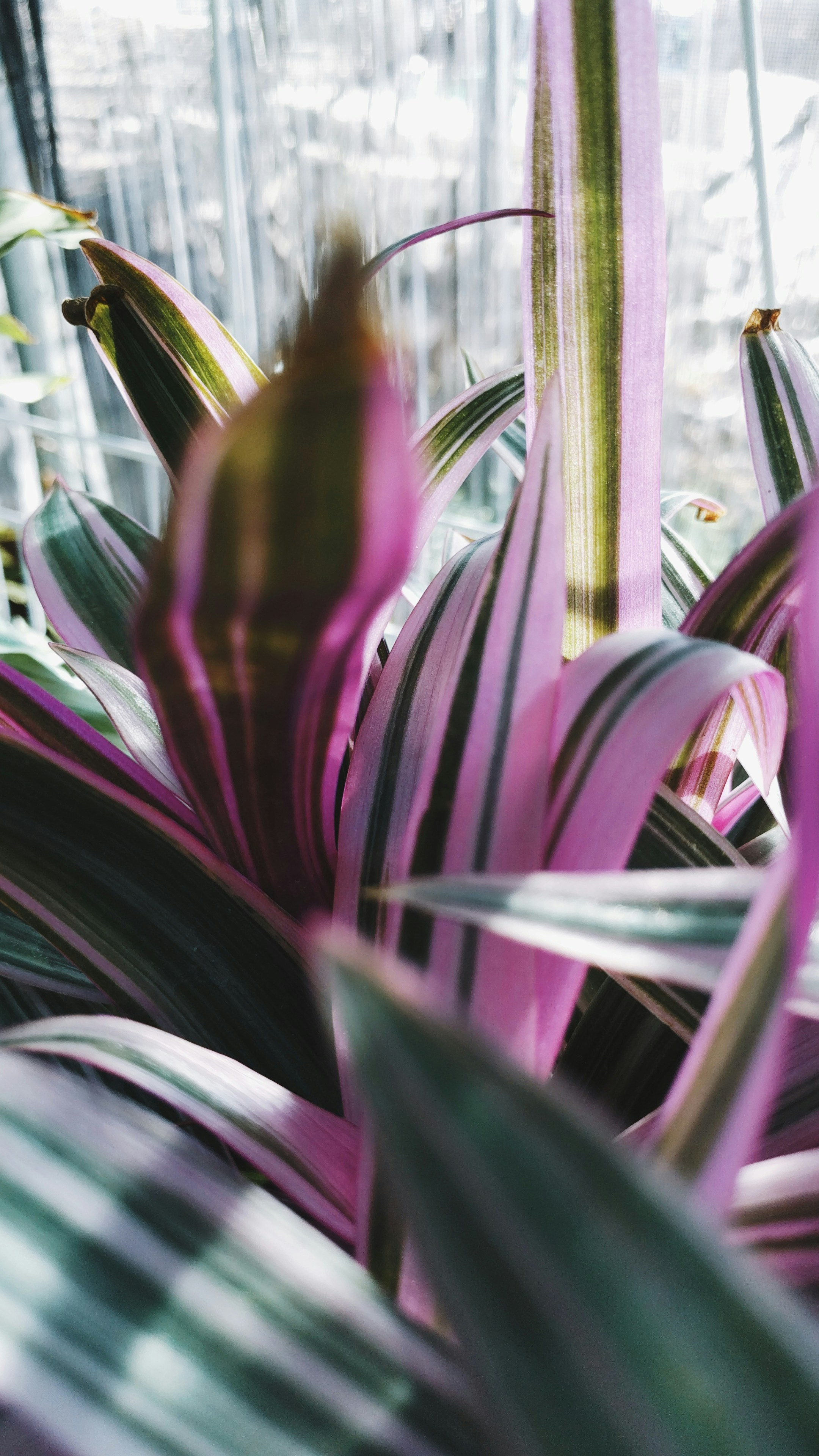 Stripes in Bloom: a close embrace of purple-green foliage
