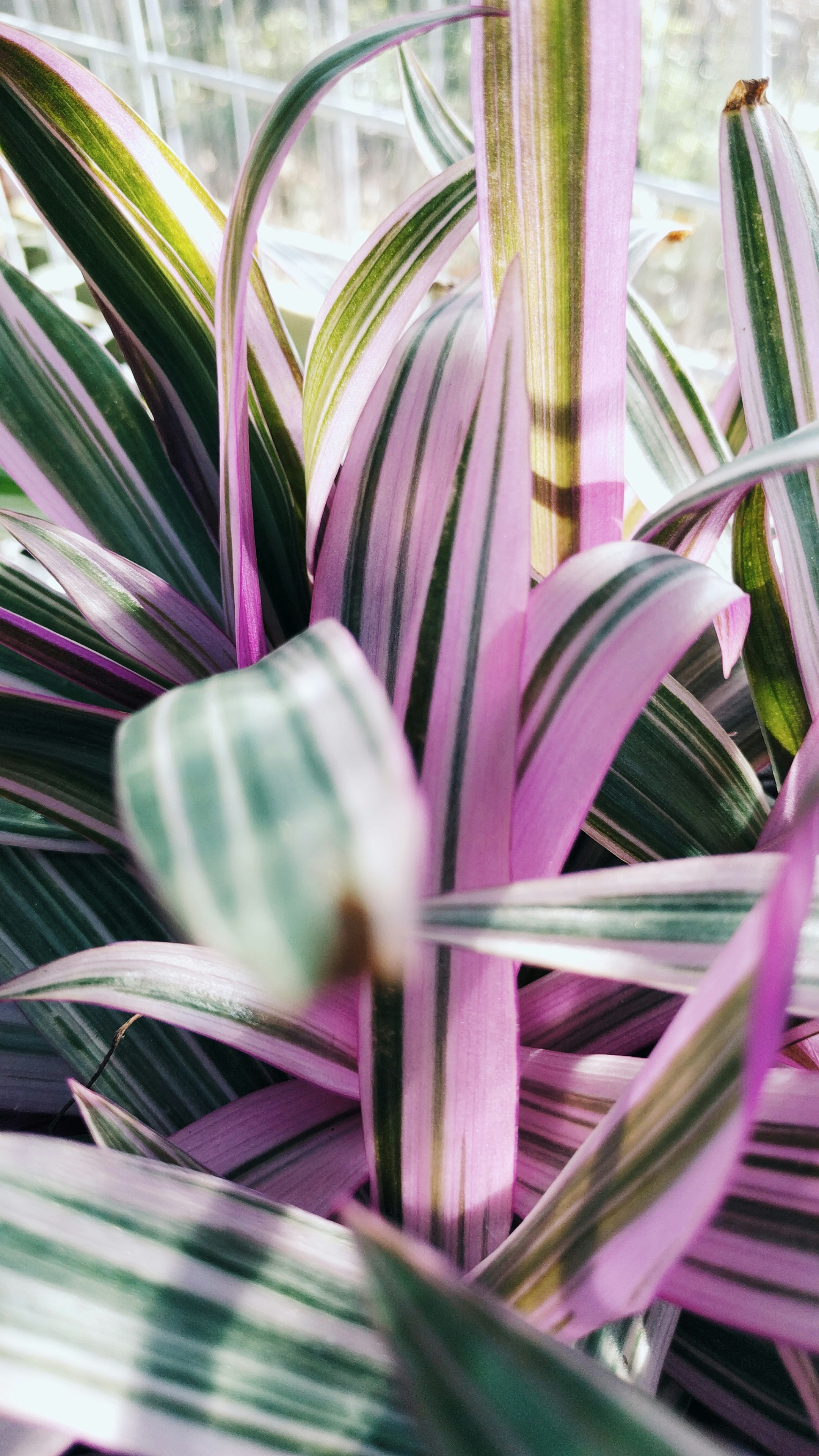 Ribboned Quietude: a close-up study of pink-striped leaves