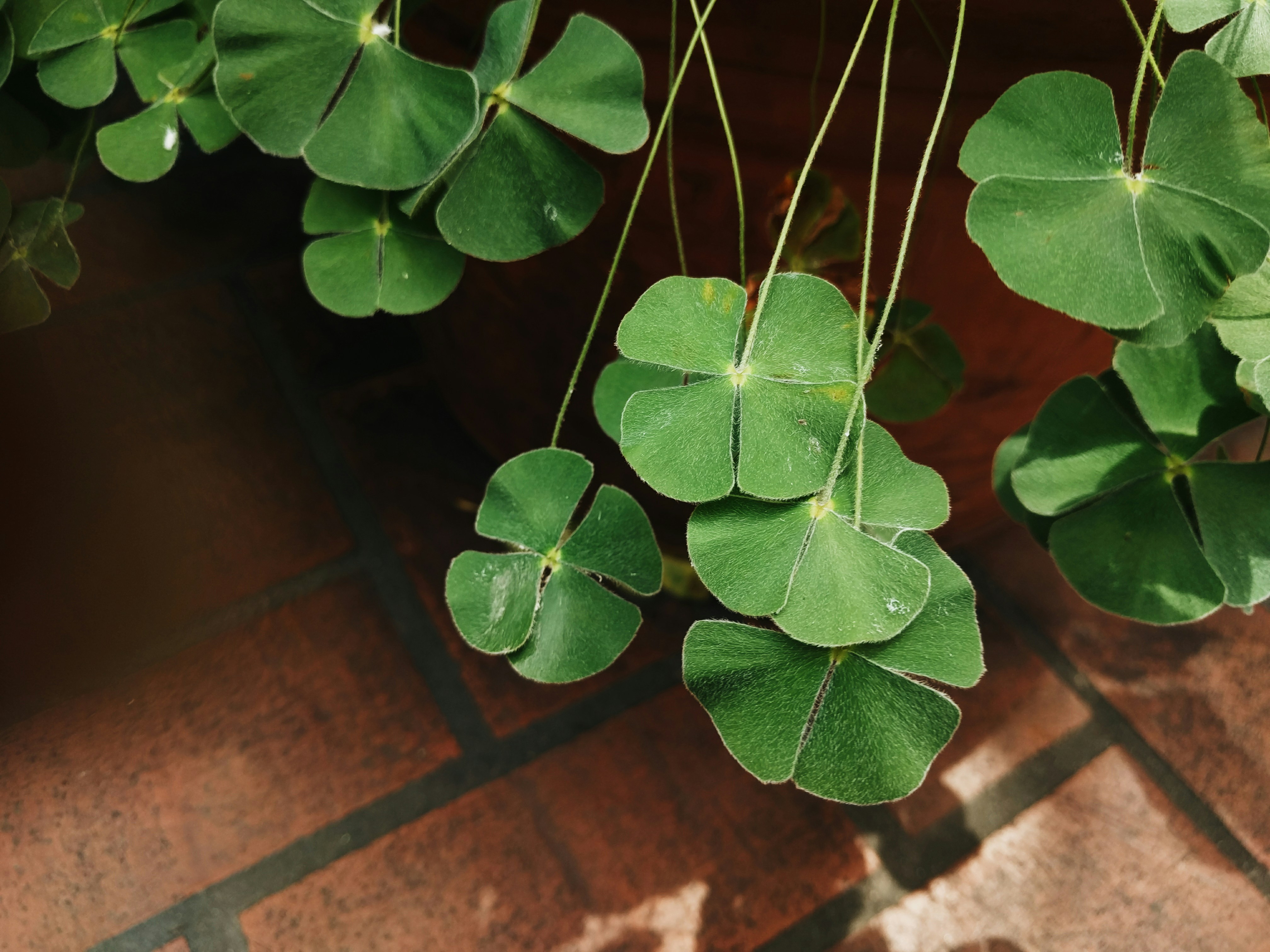 Four Leaf Clover Pictures | Download Free Images on Unsplash