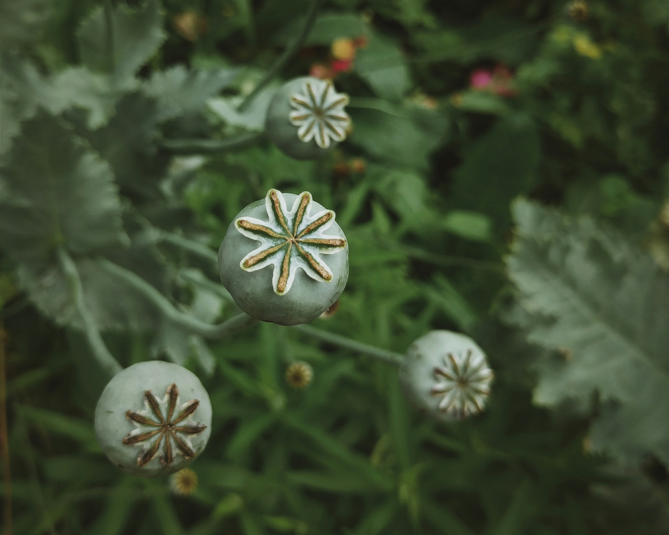 Close-up of seed pods with intricate star patterns, surrounded by lush green foliage. The arrangement highlights the beauty of natural forms.
